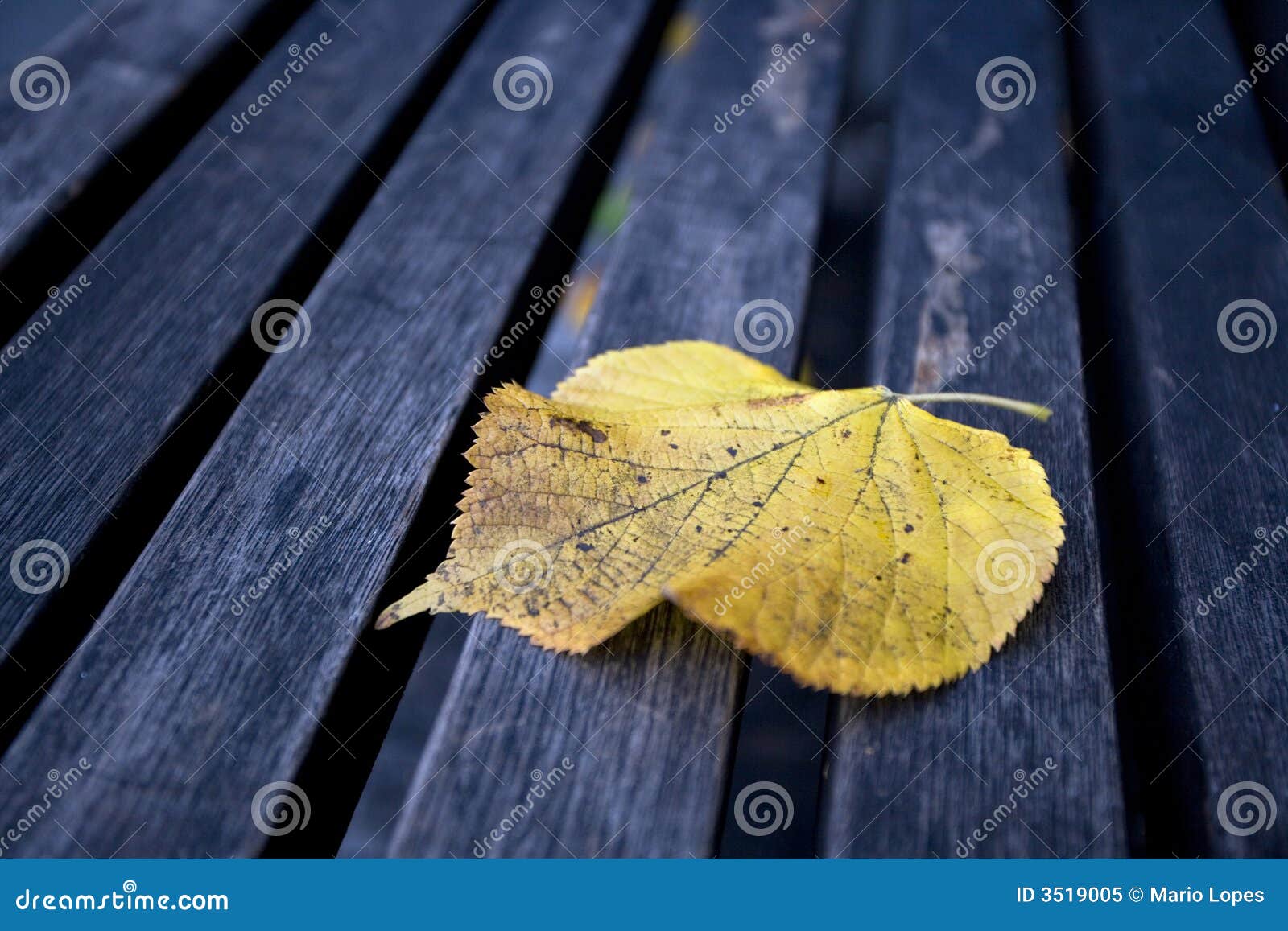 Single Maple Leaf in Wooden Bench Stock Image - Image of park, nature ...