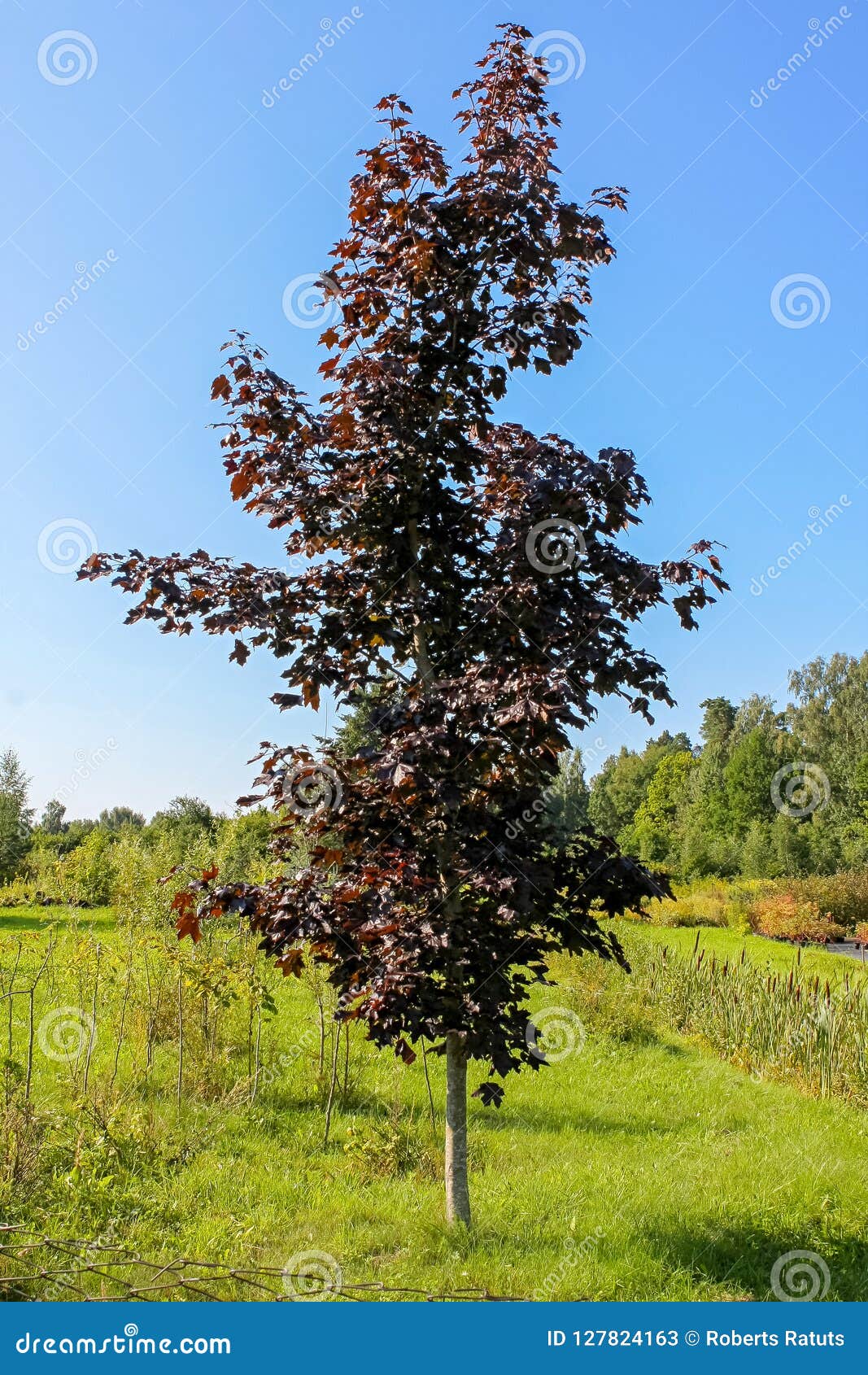 Single Maple with Red Leaves Stock Image - Image of multicolored ...