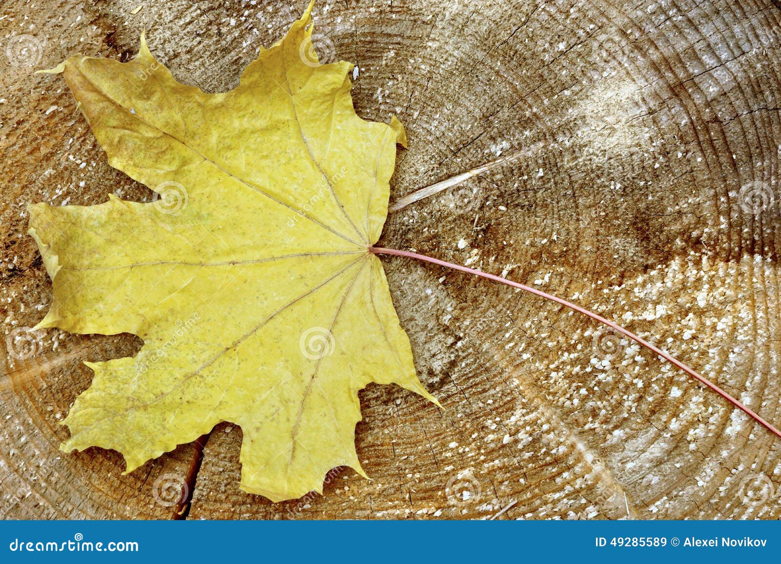 Cross Section Maple Tree Trunk Isolated Stock Photos - Free & Royalty ...