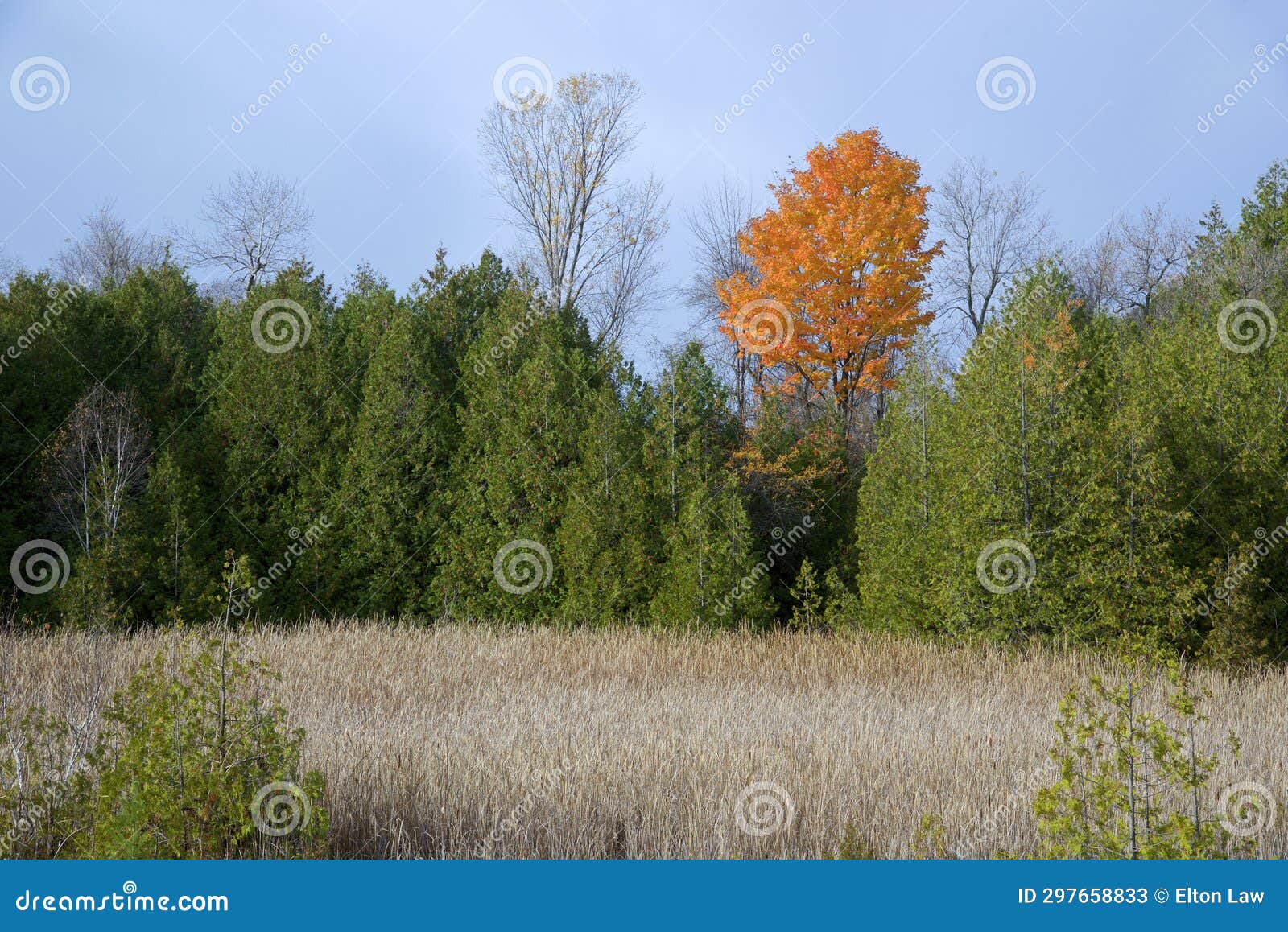 A Single Maple Tree in the Forest Stock Image - Image of conservation ...