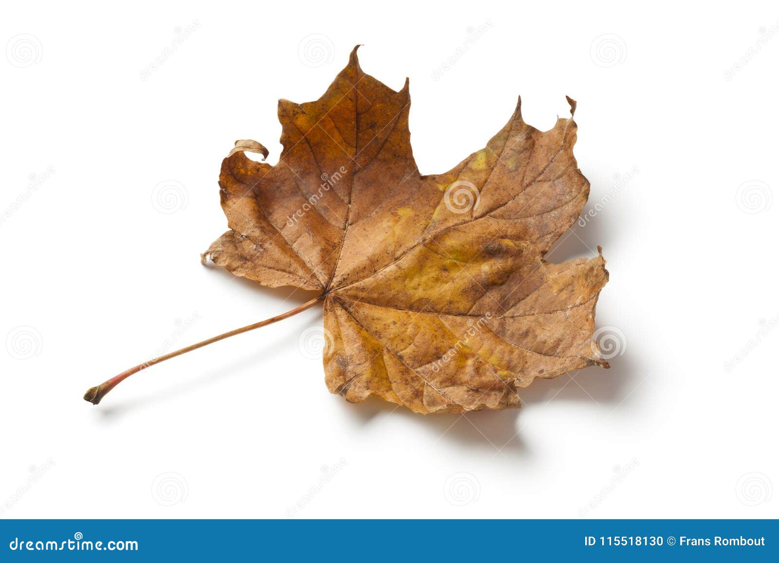 Single Maple Tree Leaf in Autumn Stock Photo - Image of autumn, white ...