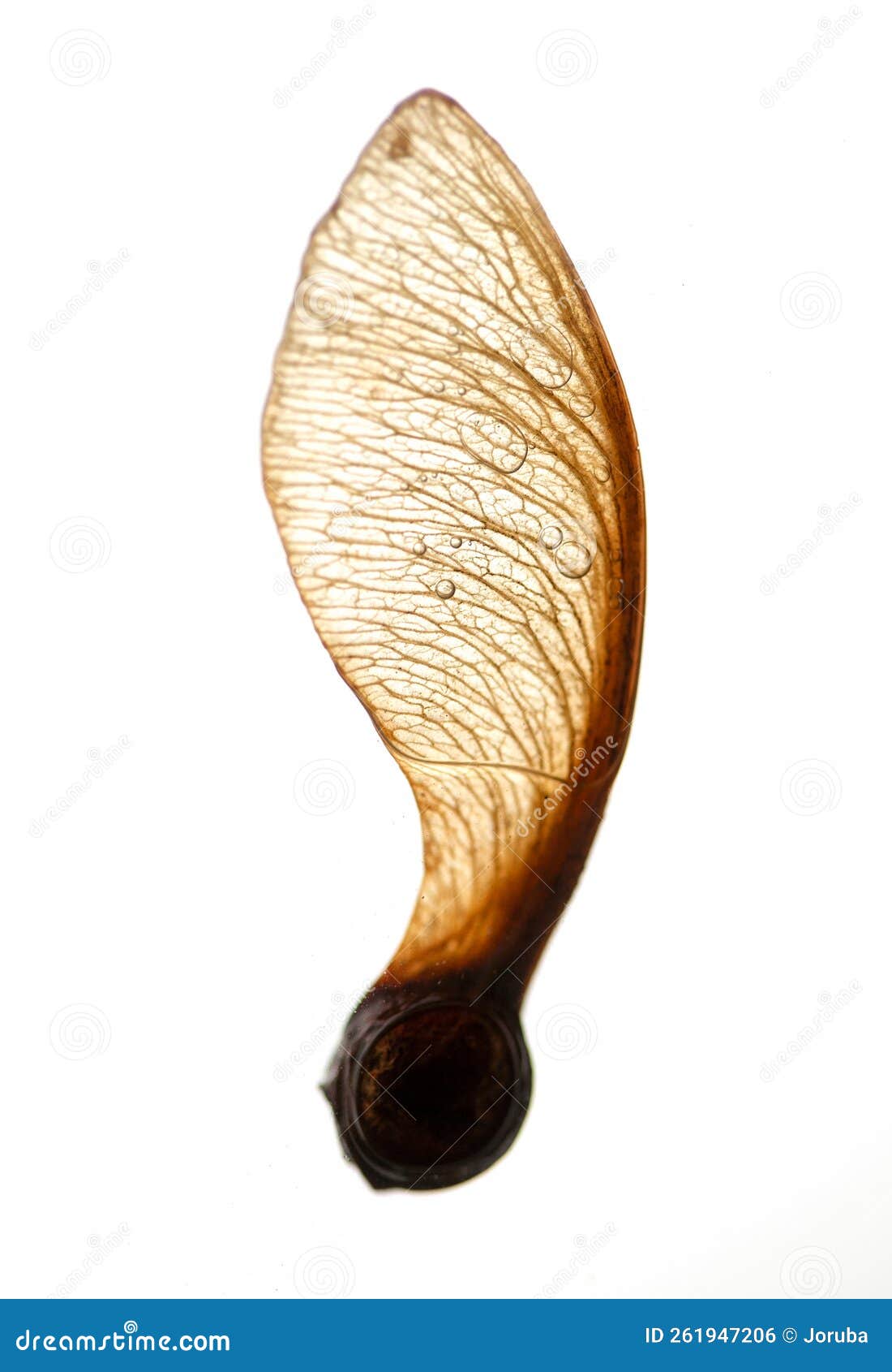 Single Maple Tree Seed in Dry Pod Stock Photo - Image of shape ...