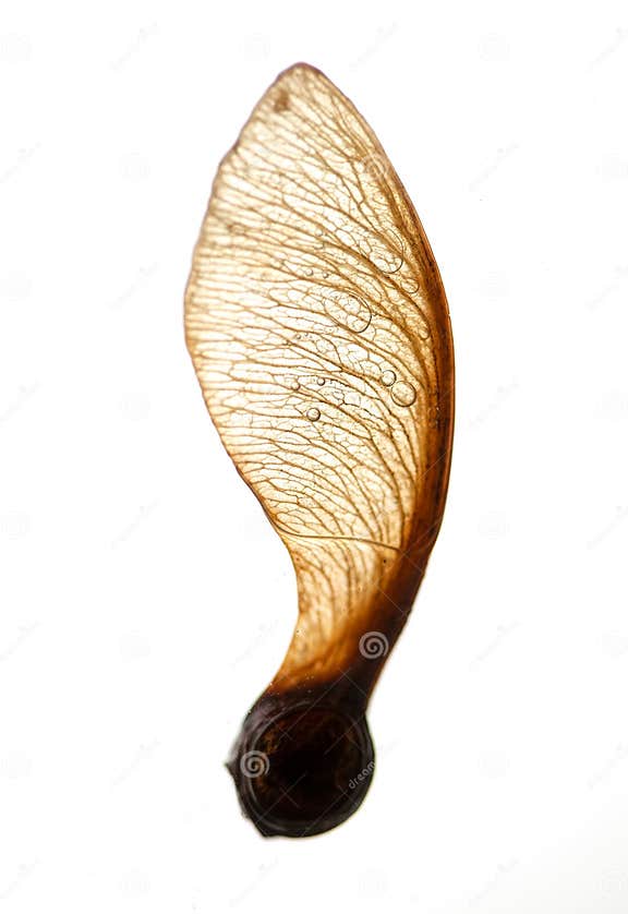 Single Maple Tree Seed in Dry Pod Stock Photo - Image of shape ...