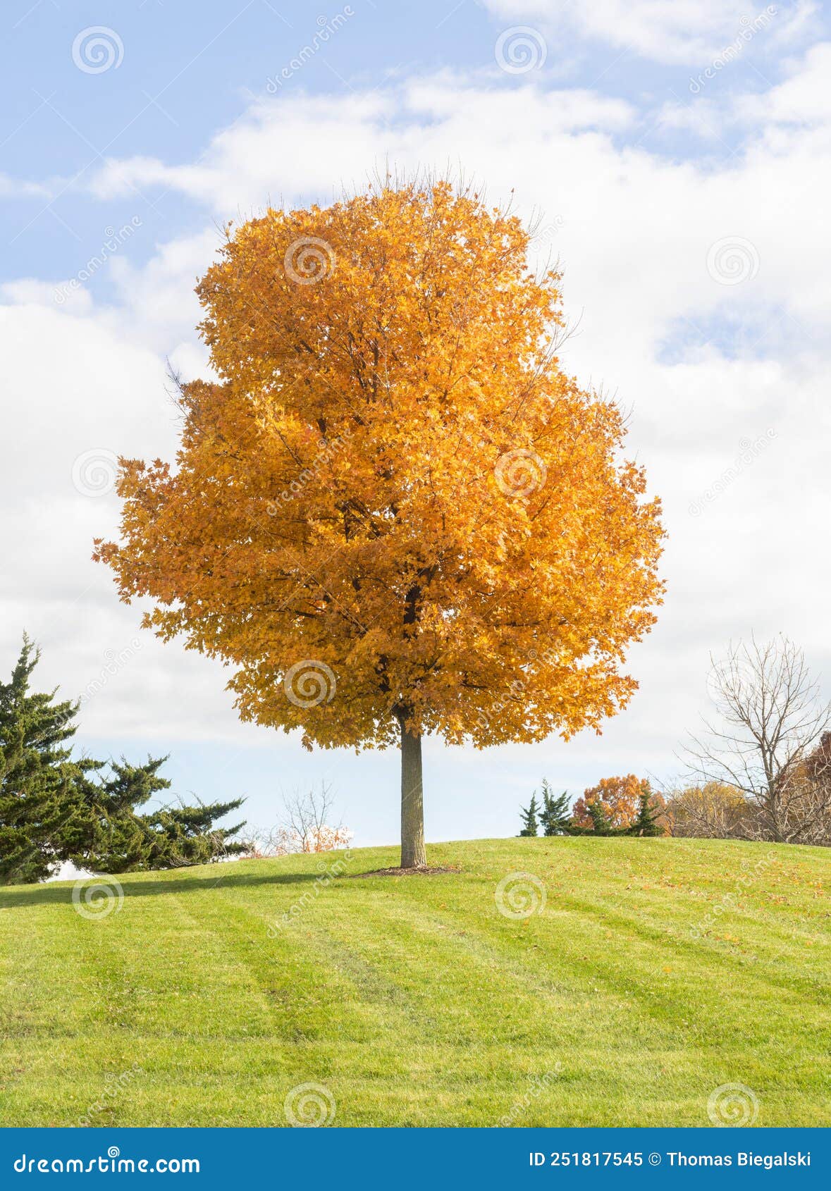 Single Maple Tree Standing on Grassy Hill Stock Image - Image of meadow ...