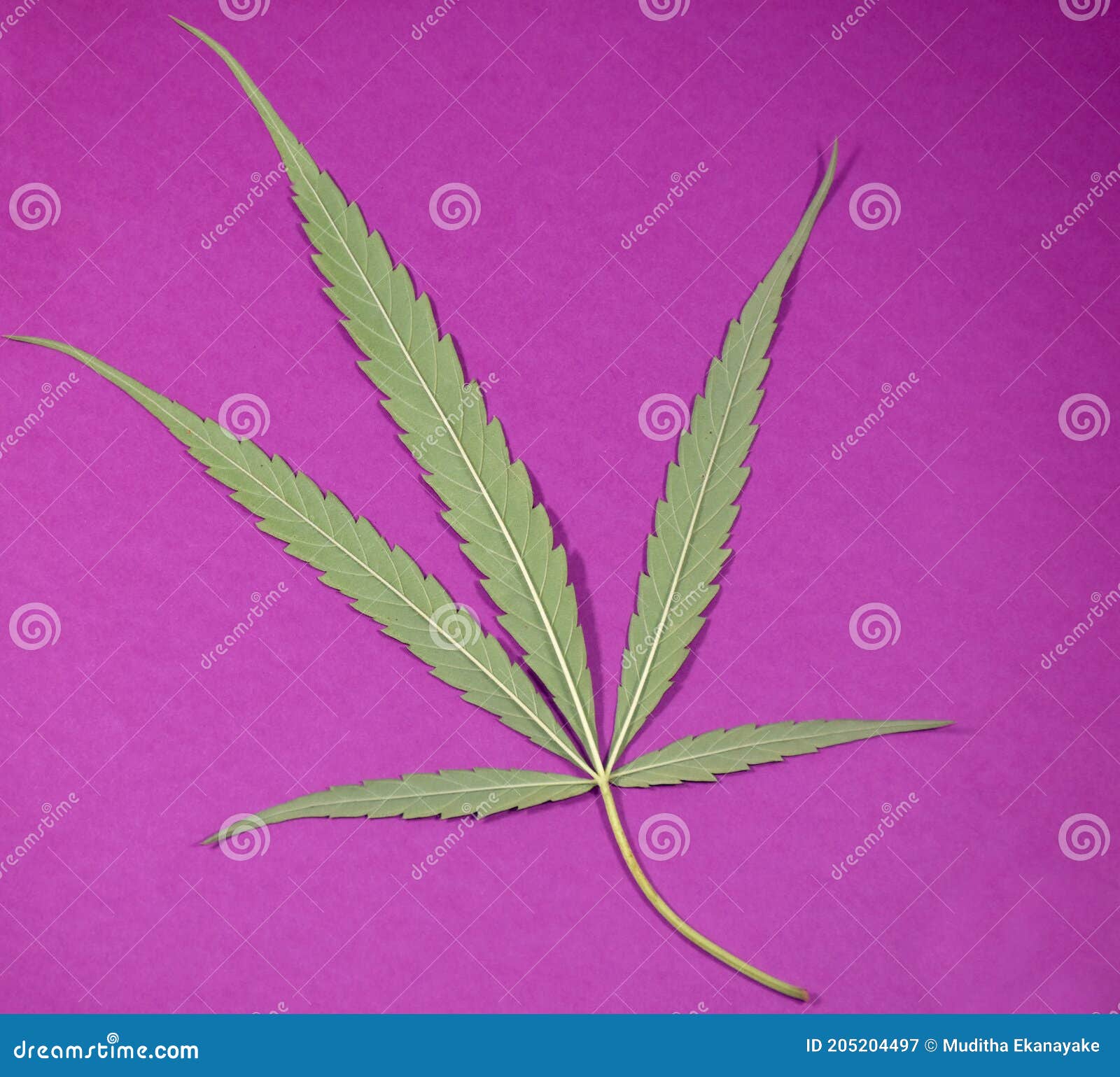 Single Marijuana Leaf Close Up in Purple Background Stock Image - Image ...