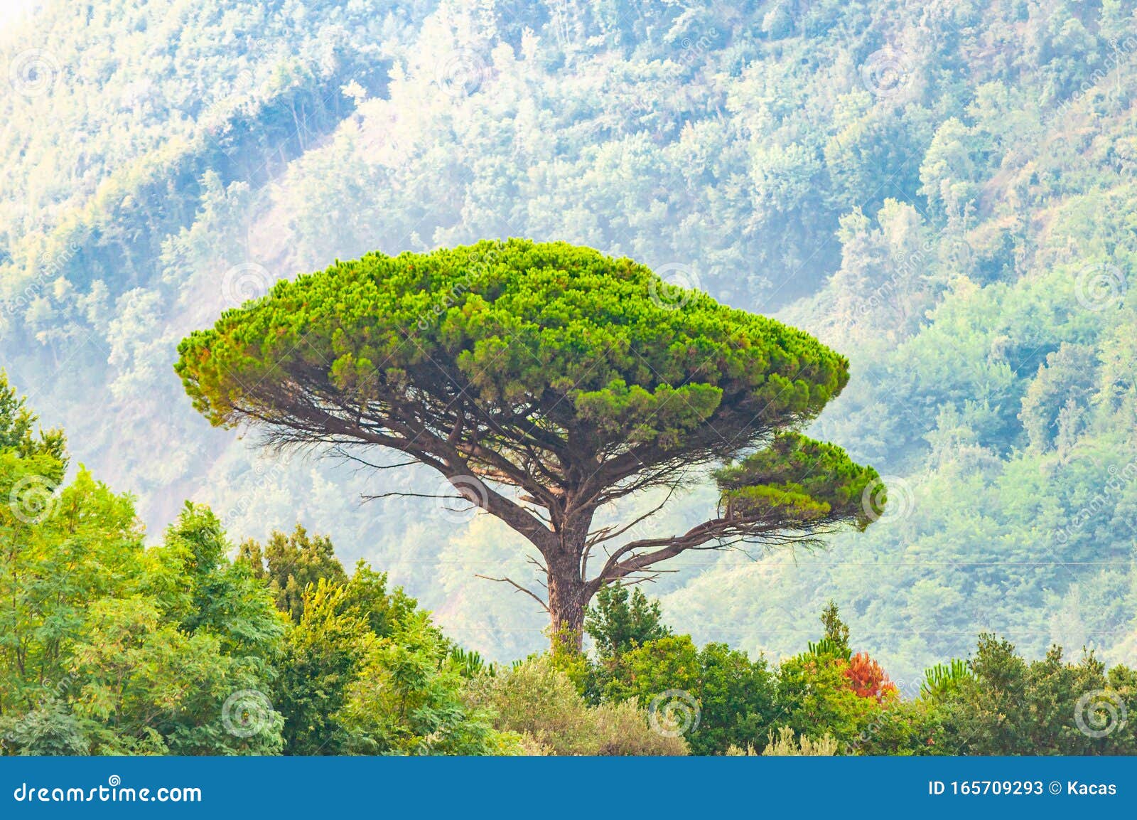 Single Mediterranean Pine Tree Growing on the Top of the Hill ...