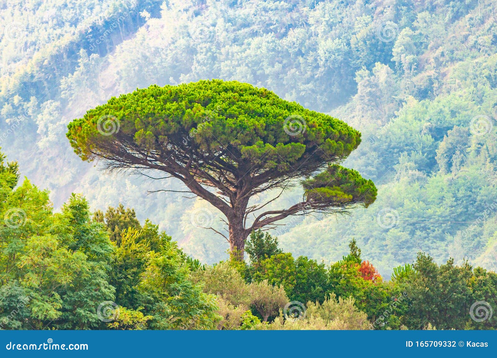 Single Mediterranean Pine Tree Growing On The Top Of The Hill ...