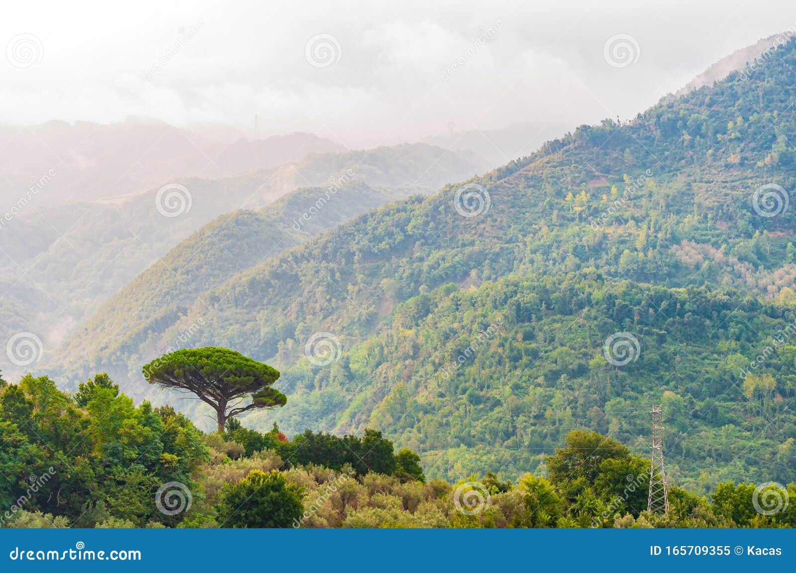 Single Mediterranean Pine Tree Growing On The Top Of The Hill ...