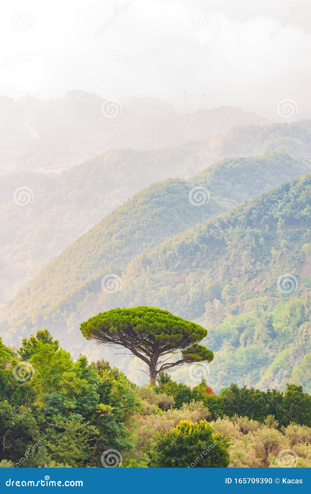 Single Mediterranean Pine Tree Growing On The Top Of The Hill ...