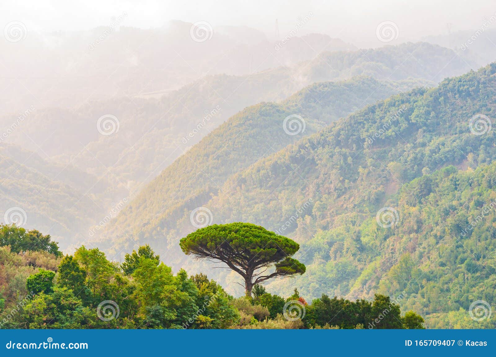Single Mediterranean Pine Tree Growing on the Top of the Hill ...