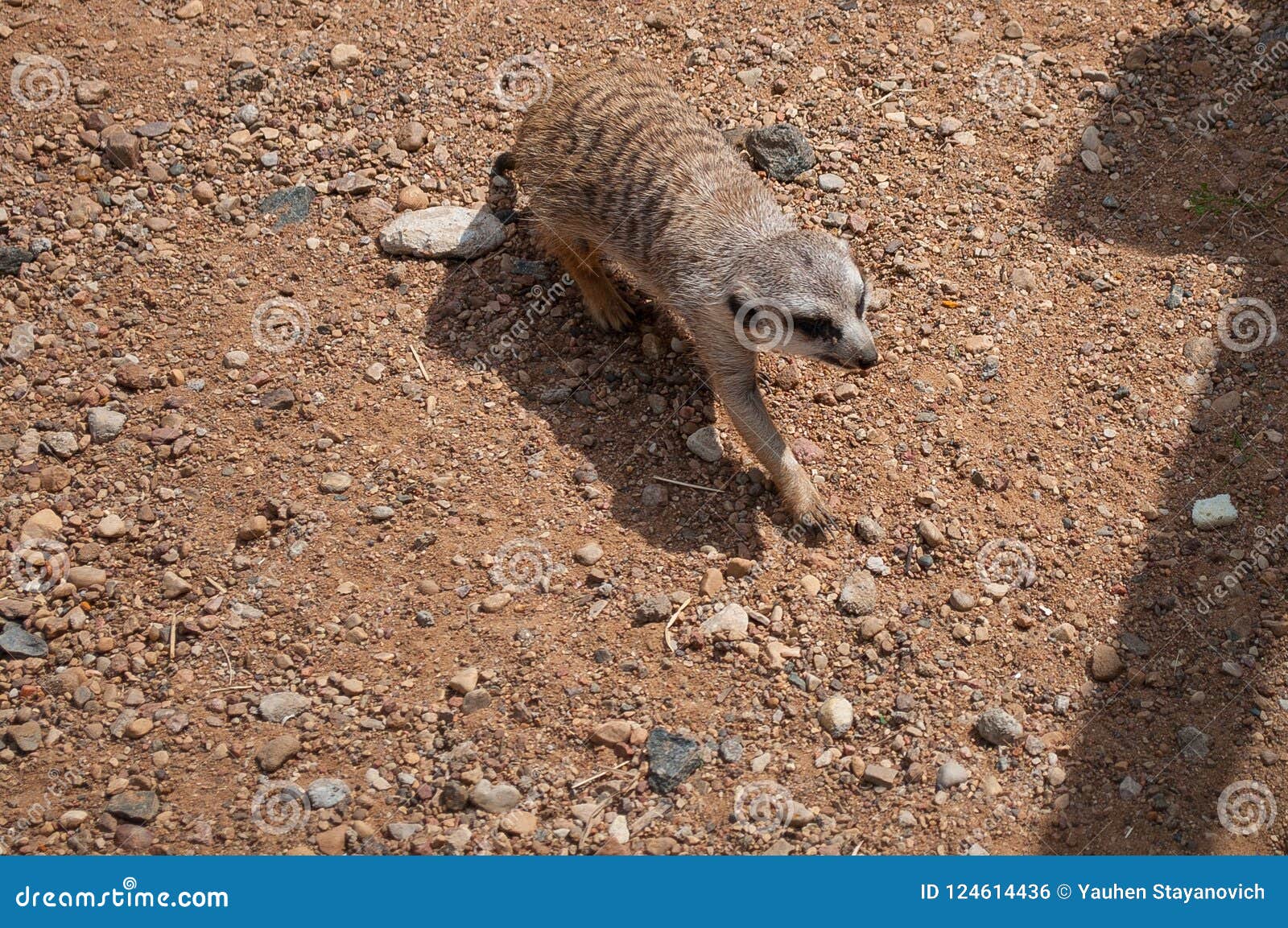 Single Meerkat Colorful on the Ground Stock Photo - Image of meerkat ...