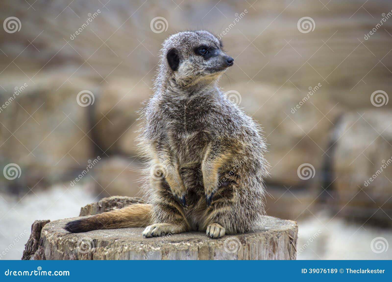 A Single Meerkat on Lookout Stock Image - Image of animals, look: 39076189