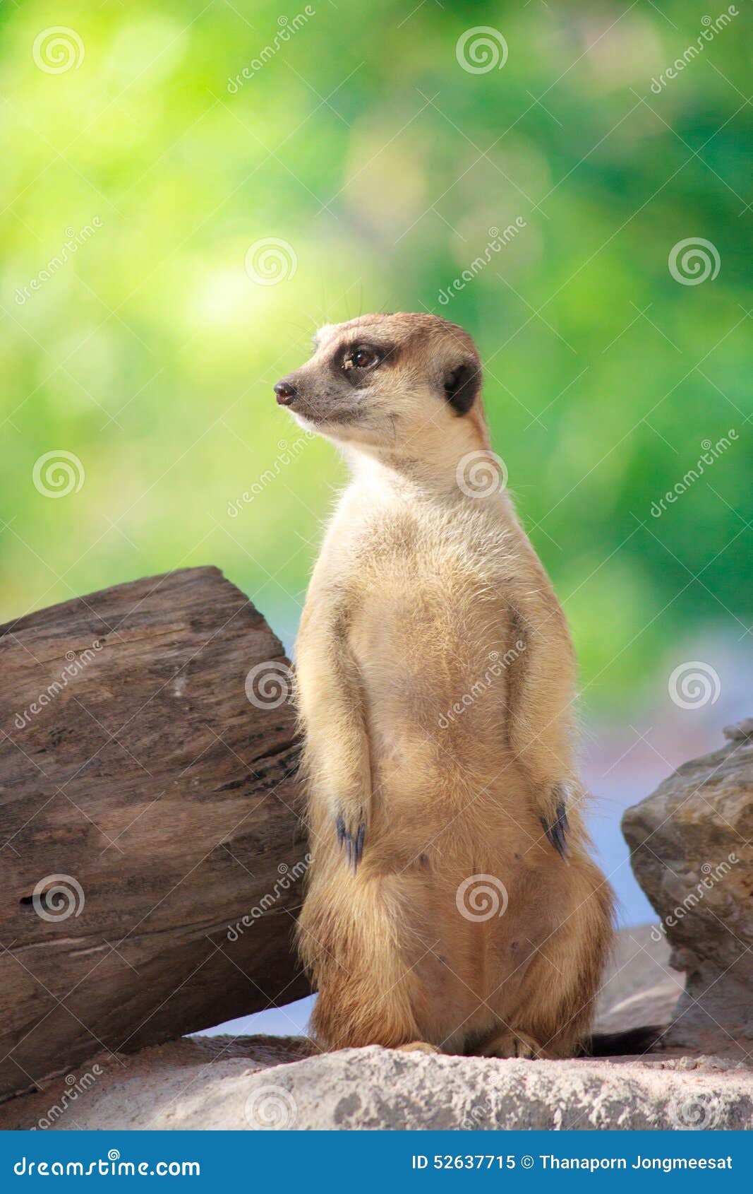 Single meerkat stock image. Image of hind, meerkat, legs - 52637715