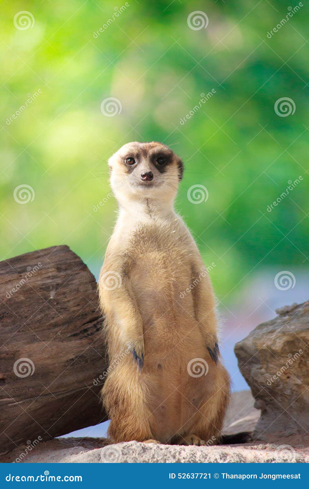 Single meerkat stock image. Image of mammal, hind, whiskers - 52637721