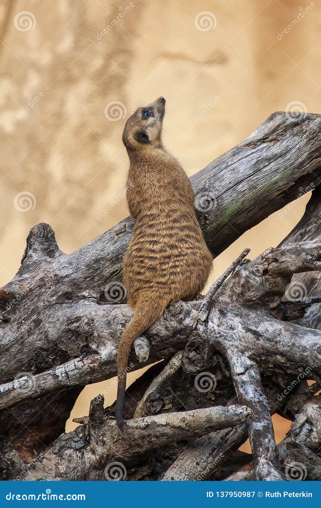 Single Meerkat on Tree Trunk Stock Image - Image of desert, upright ...