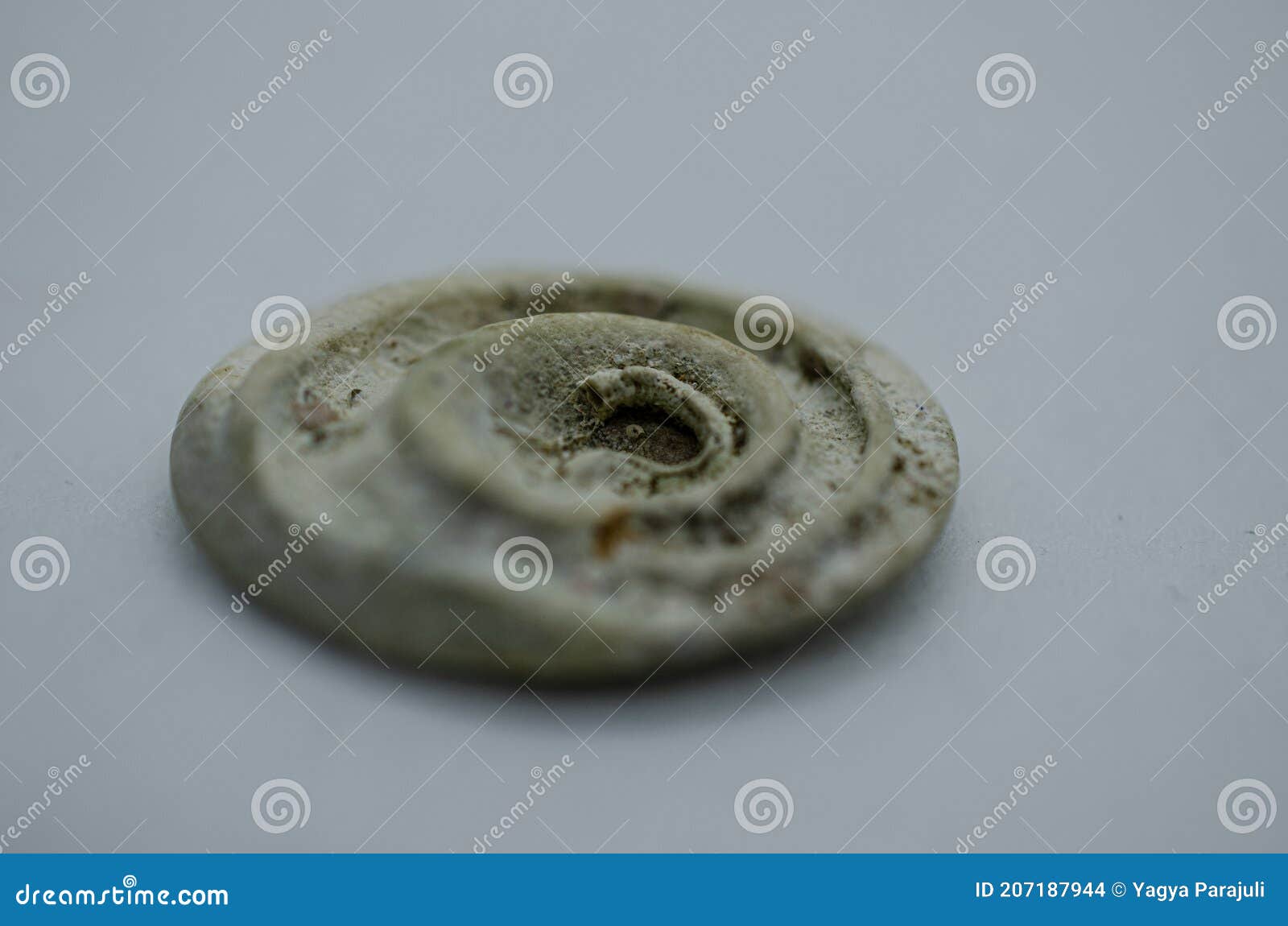 Single micro sea shell stock photo. Image of west, white - 207187944