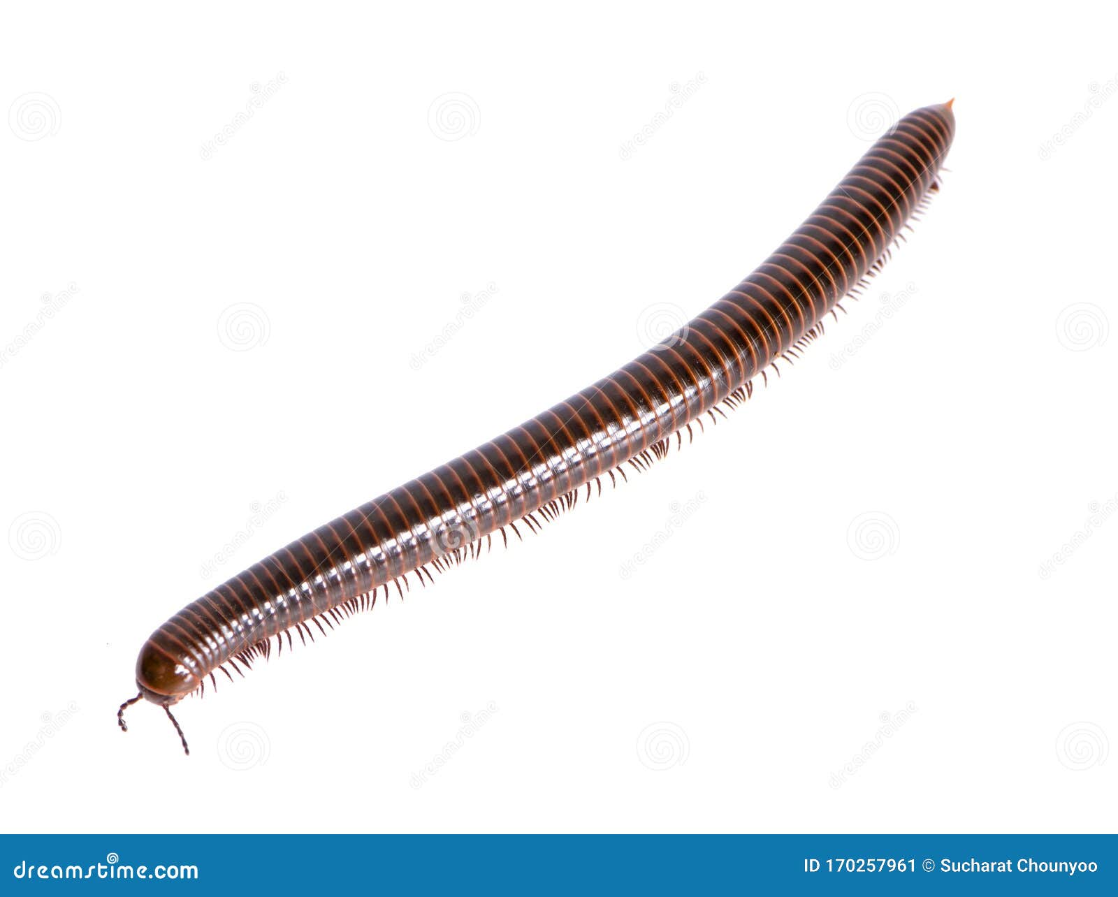 A Single Millipede an Isolated on White Background Stock Image - Image ...