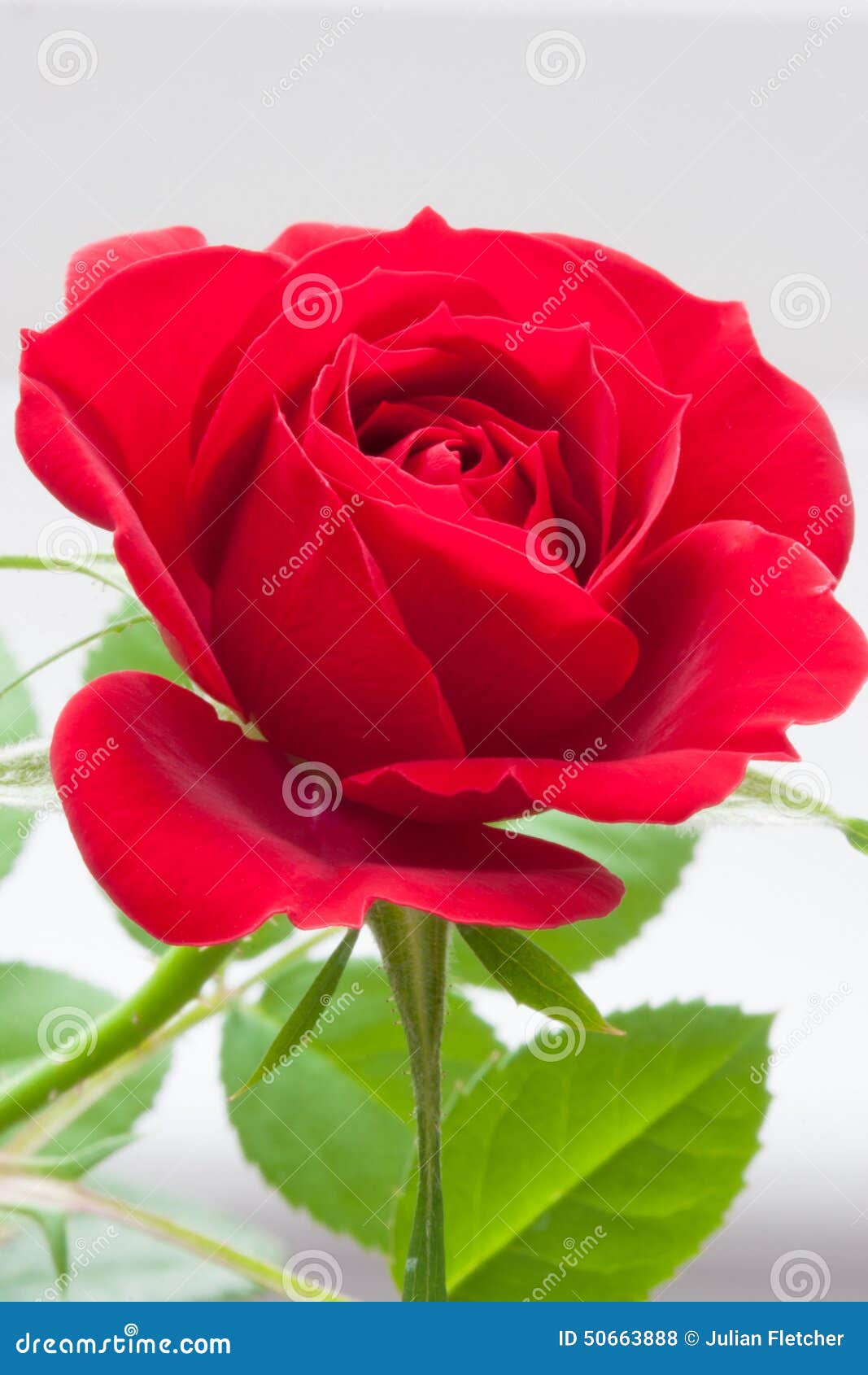Single miniature red rose stock photo. Image of natural - 50663888