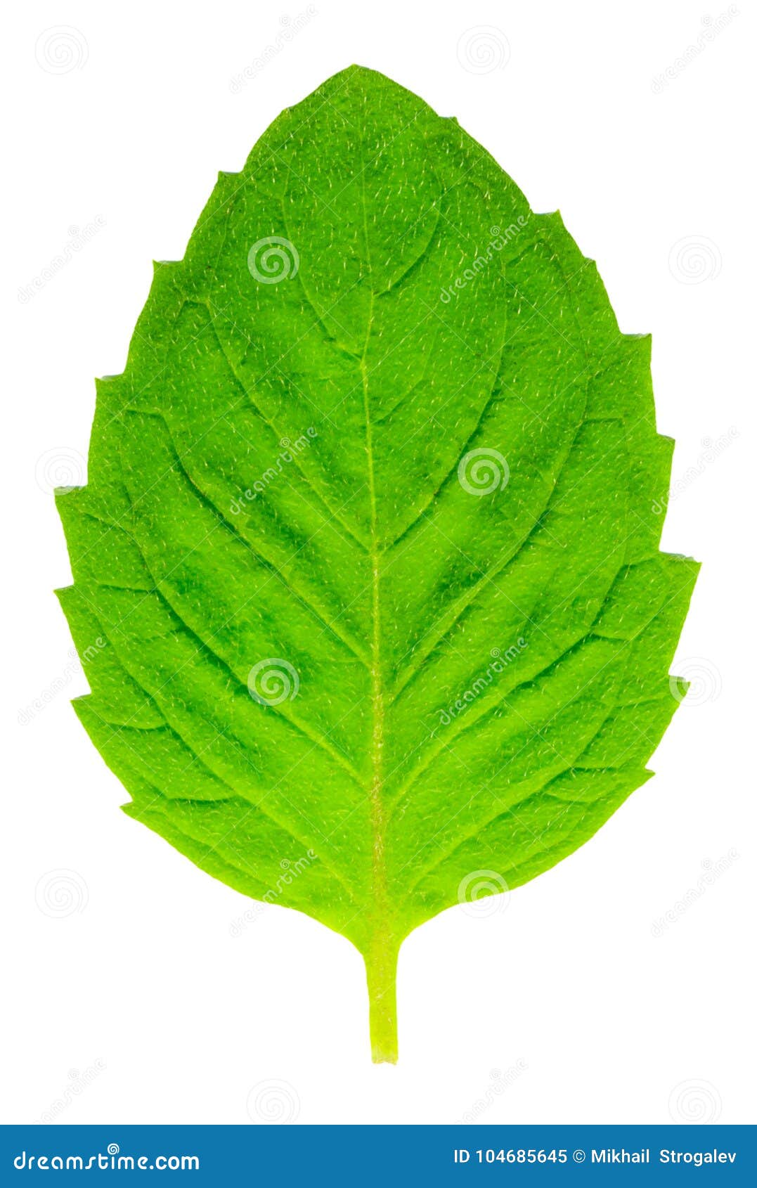 Single Mint Leaf Isolated on White Background Stock Image - Image of ...