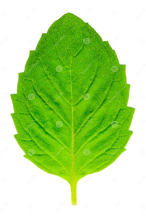 Single Mint Leaf Isolated on White Background Stock Image - Image of ...