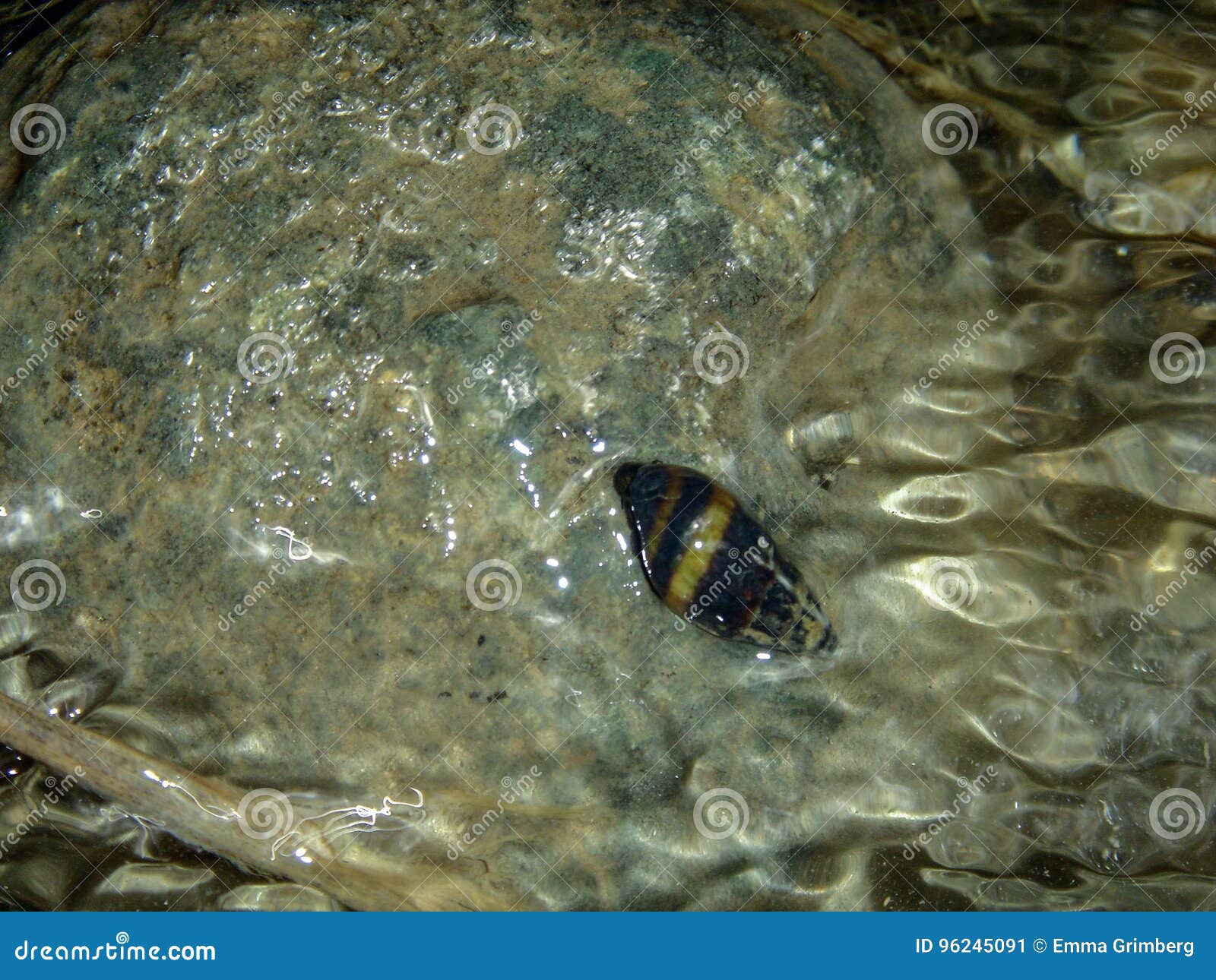 Single Mollusk in Water Close-up Stock Image - Image of mollusk, exotic ...