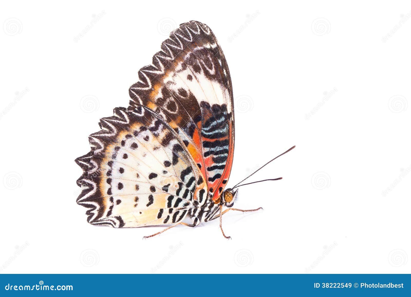 Single monarch butterfly stock image. Image of design - 38222549