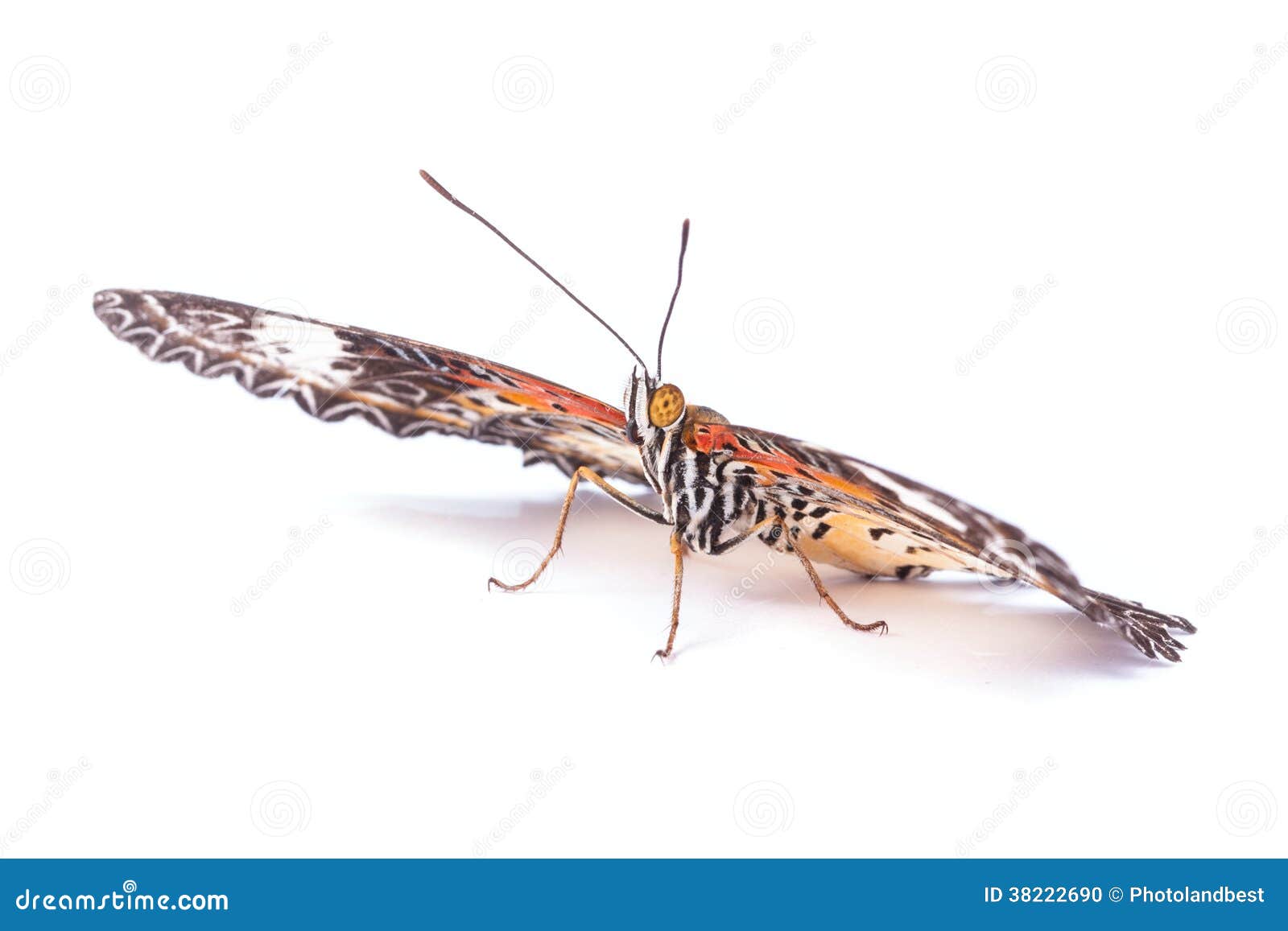 Single monarch butterfly stock photo. Image of background - 38222690