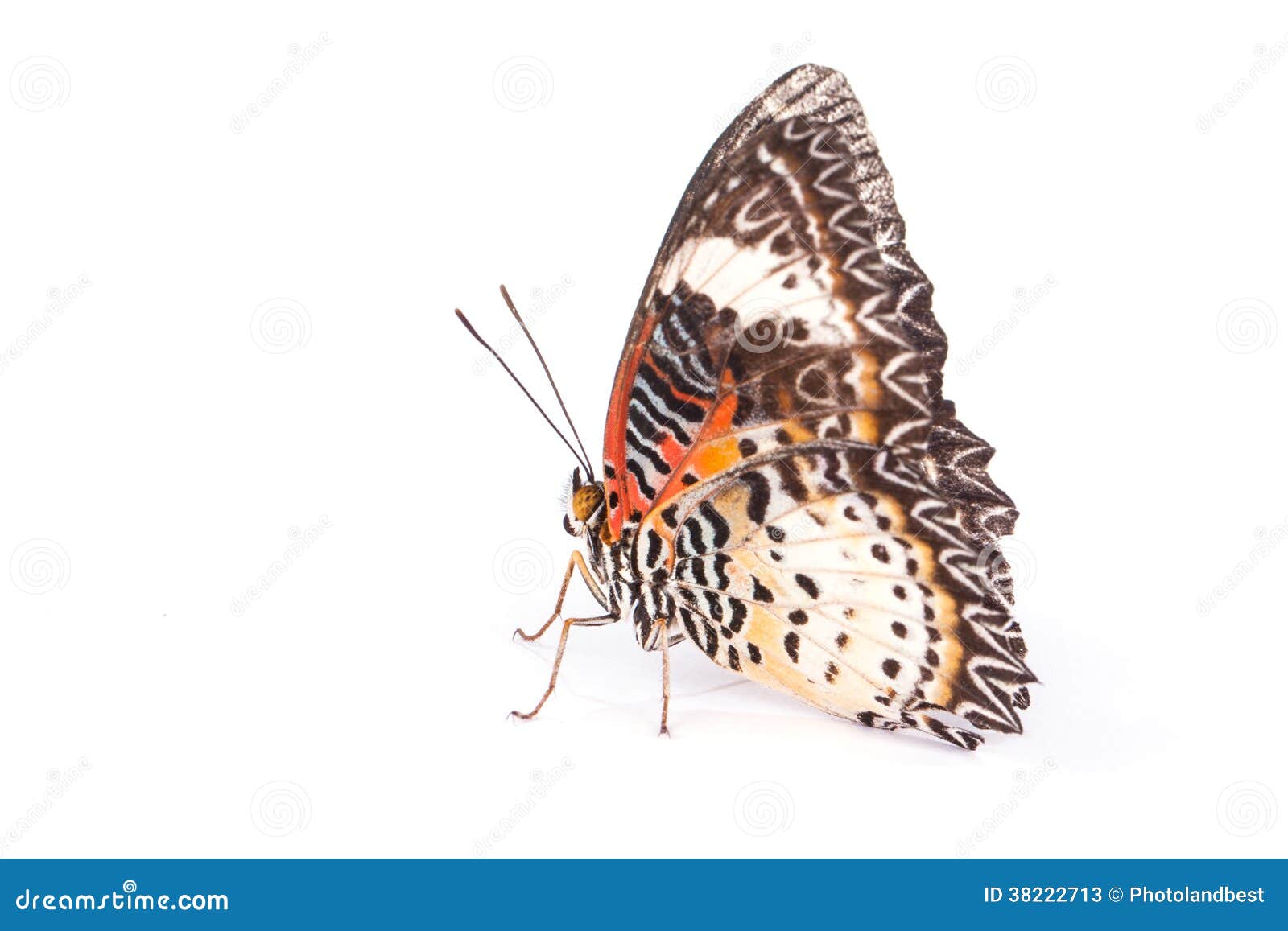 Single monarch butterfly stock image. Image of design - 38222713