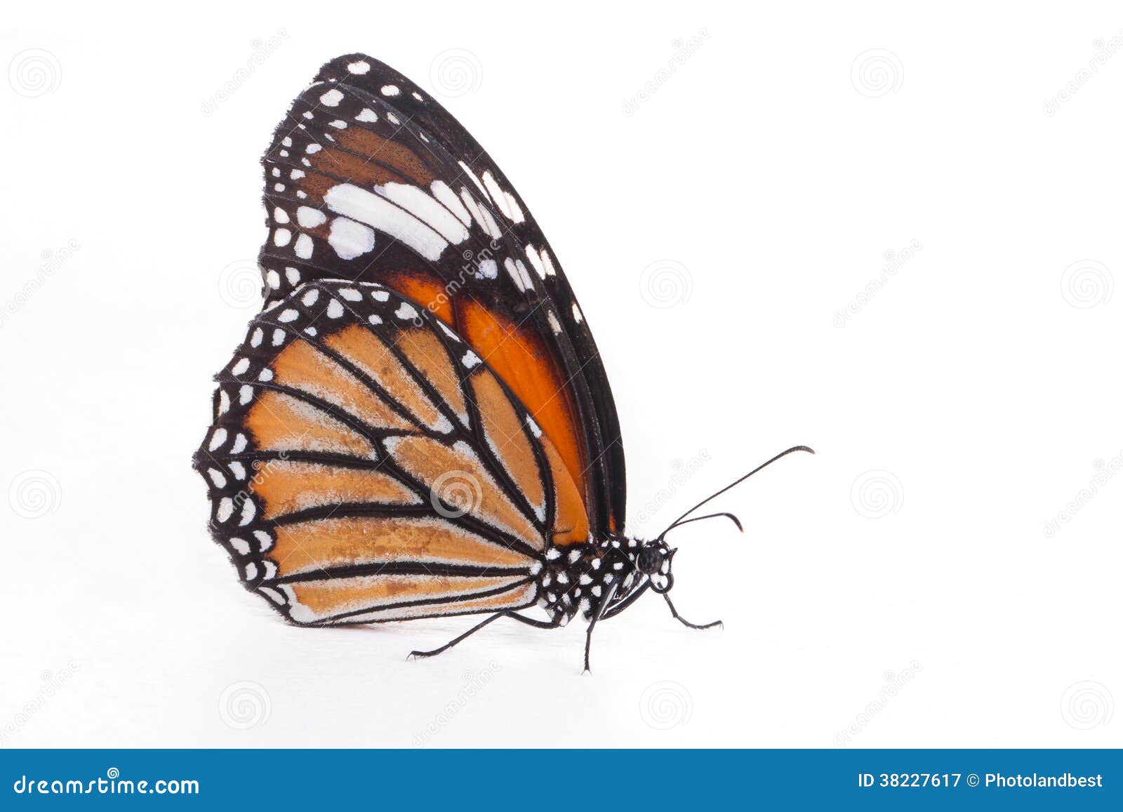 Single Monarch Butterfly Isolated On White Background. Stock ...
