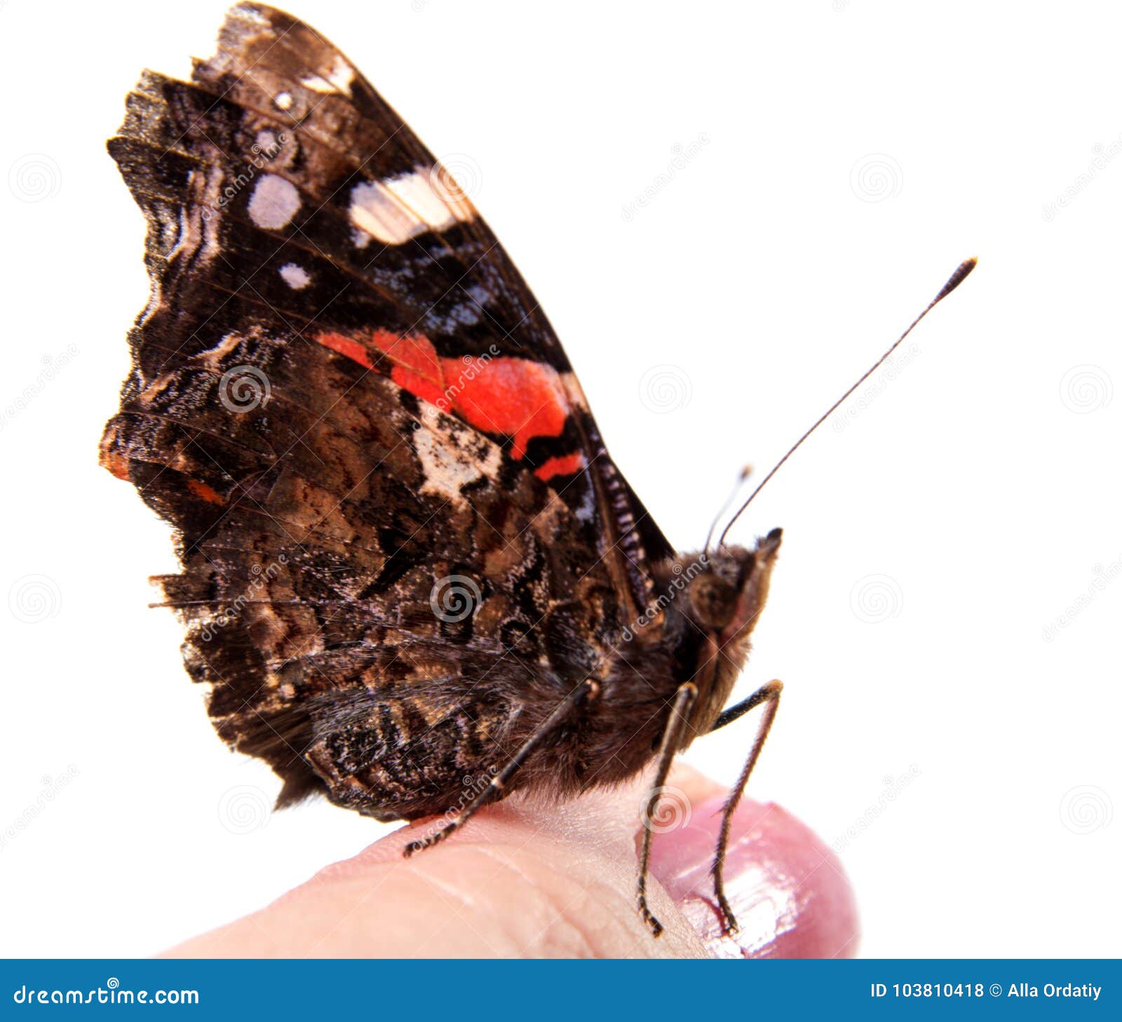 Single Monarch Butterfly Isolated on White Background. Stock Photo ...