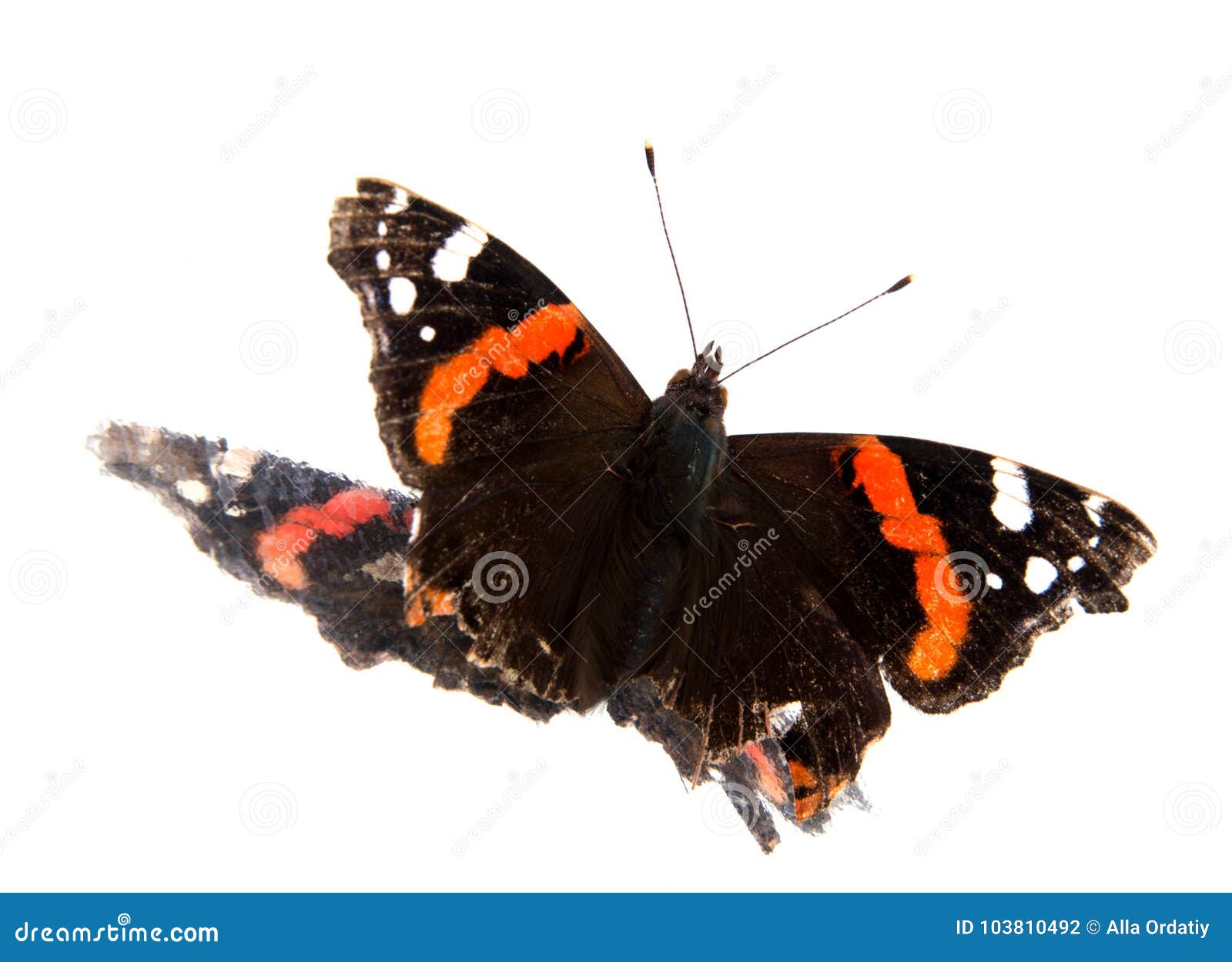 Single Monarch Butterfly Isolated on White Background. Stock Photo ...