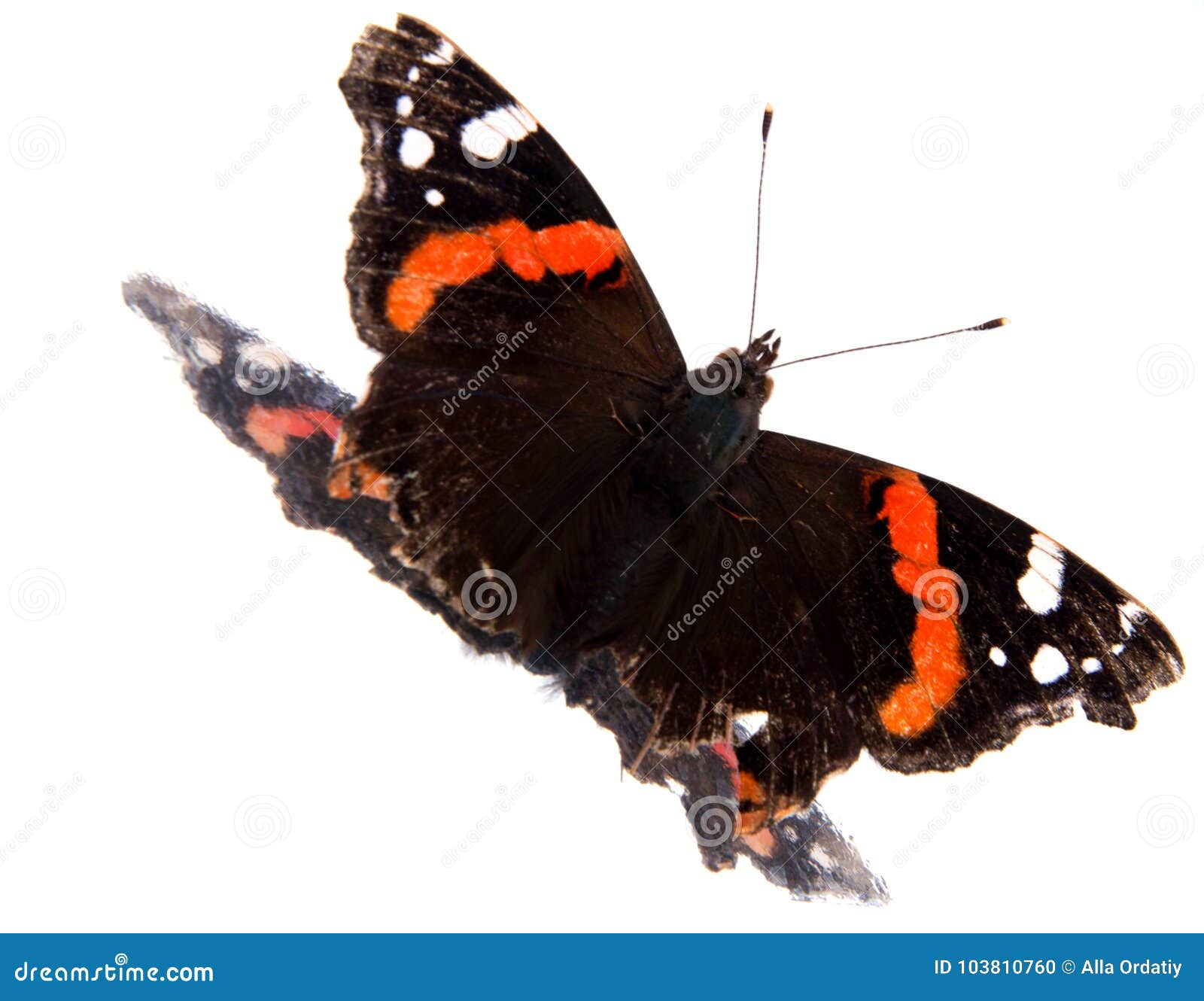 Single Monarch Butterfly Stock Image | CartoonDealer.com #38222713