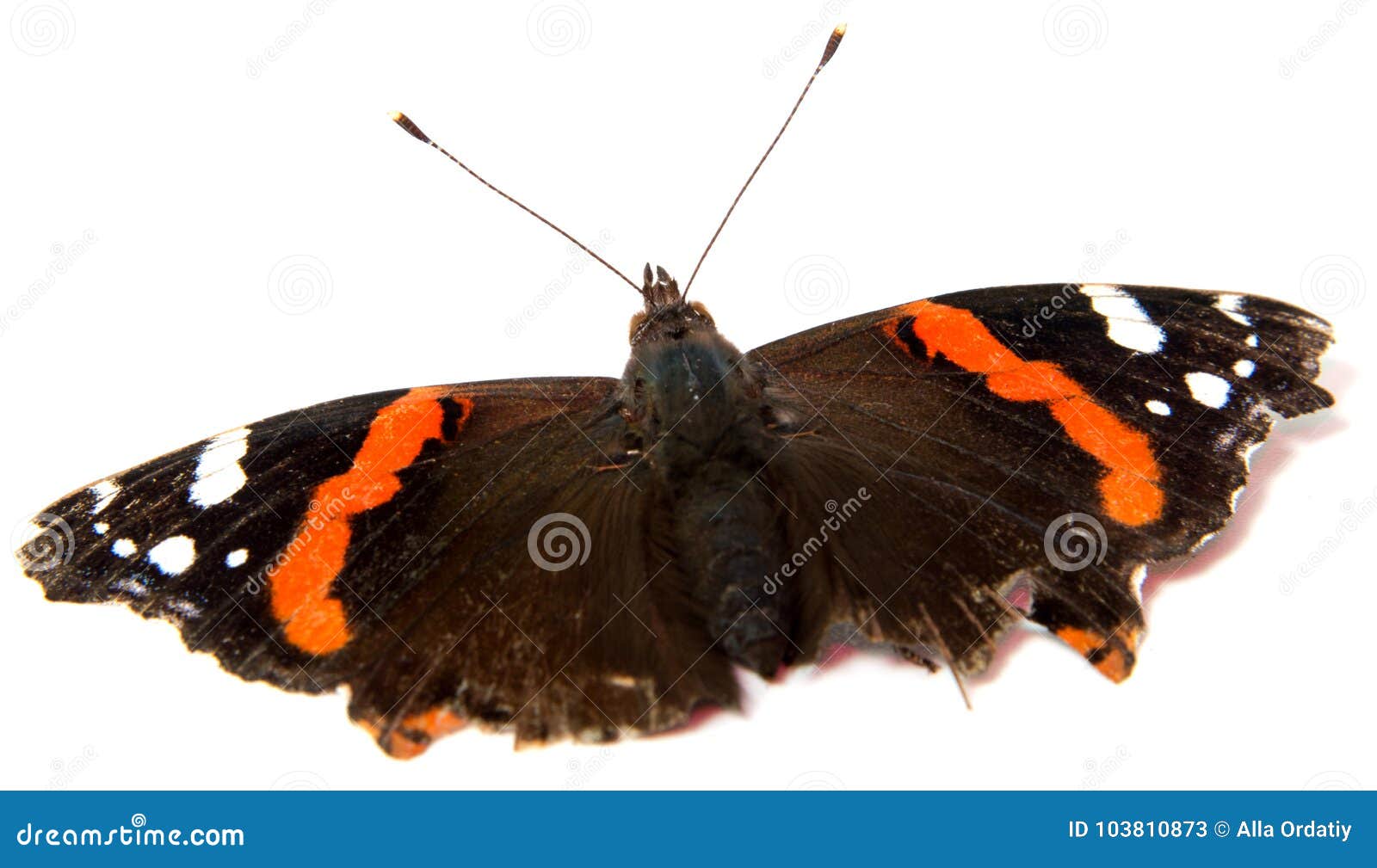 Single Monarch Butterfly Isolated on White Background. Stock Image ...