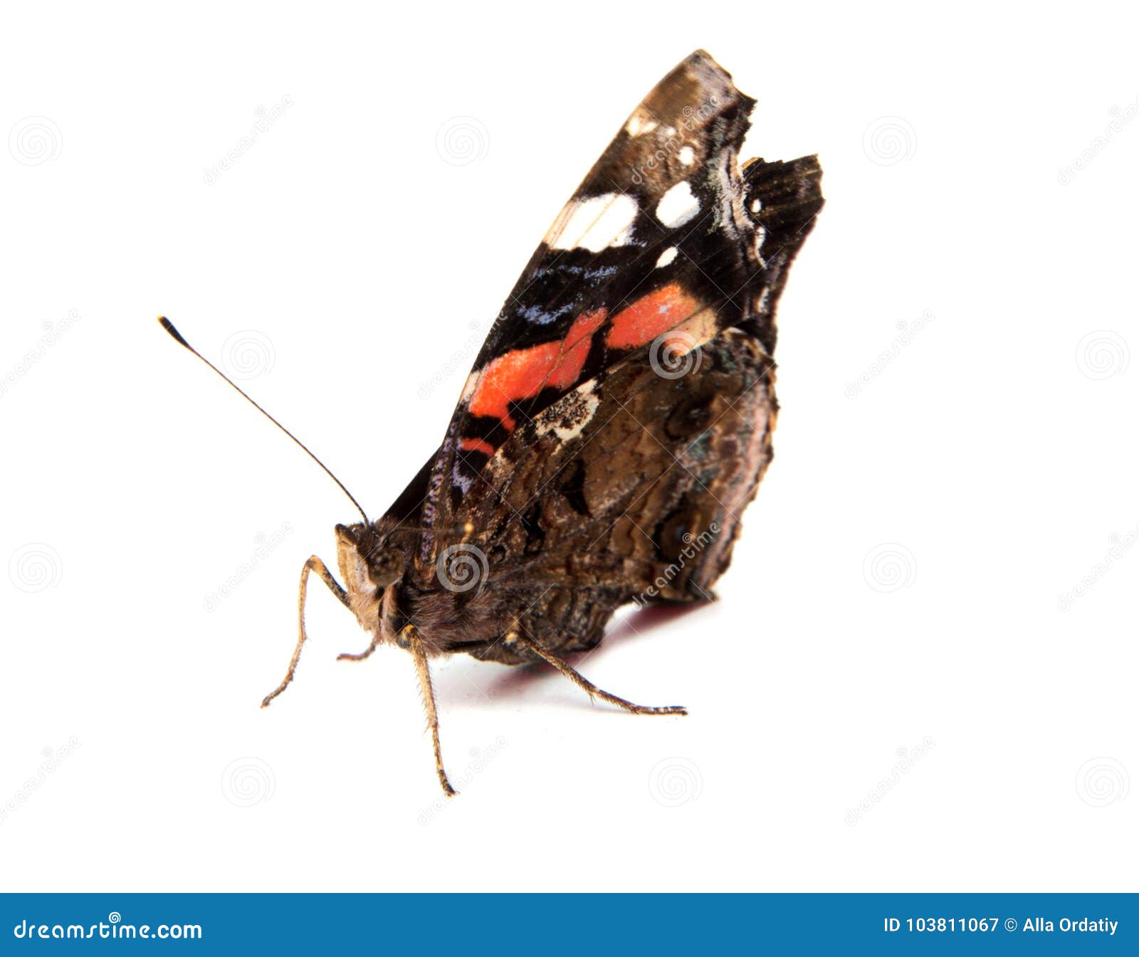 Single Monarch Butterfly Isolated on White Background. Stock Image ...