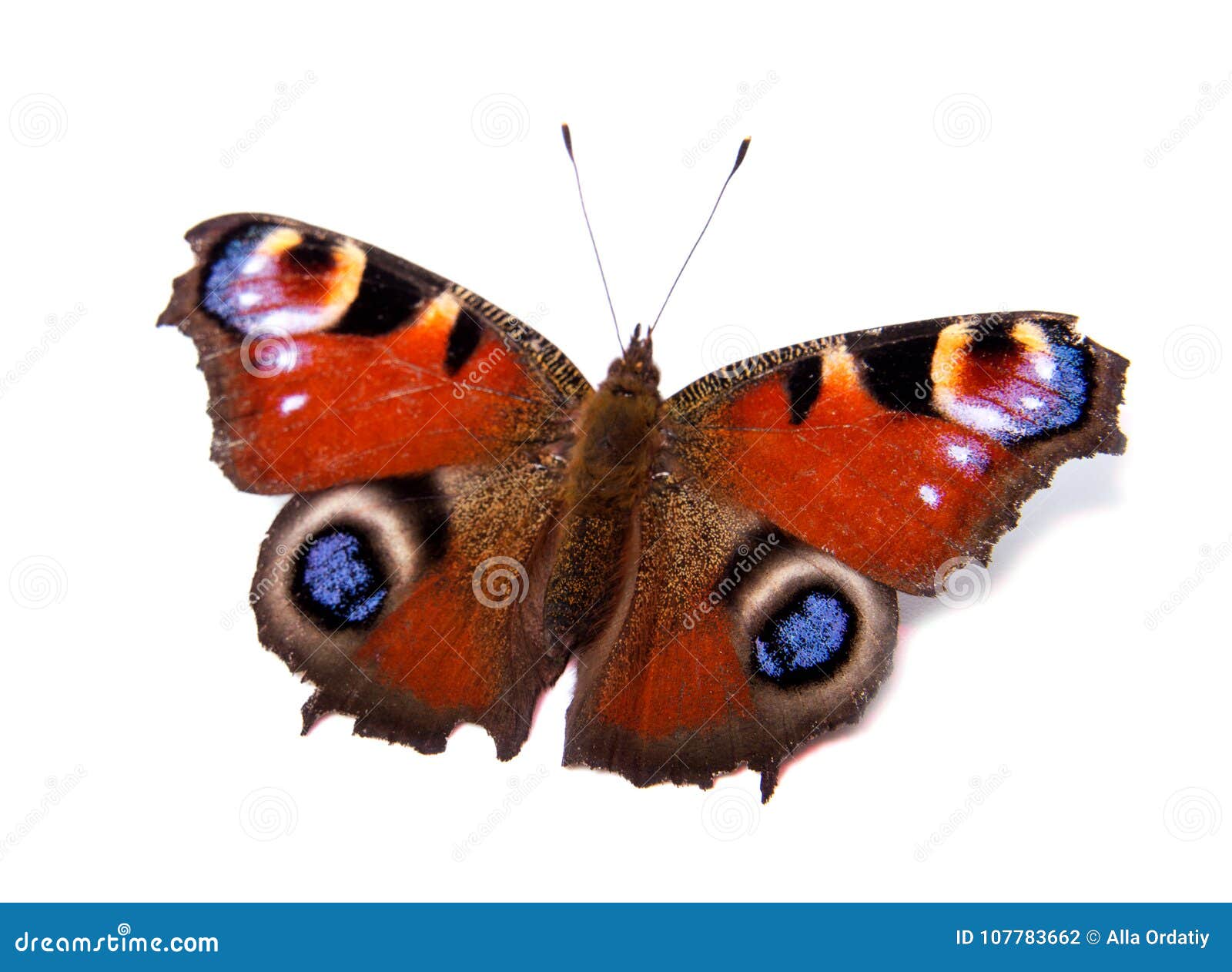 Single Monarch Butterfly Isolated On White Background. Stock ...