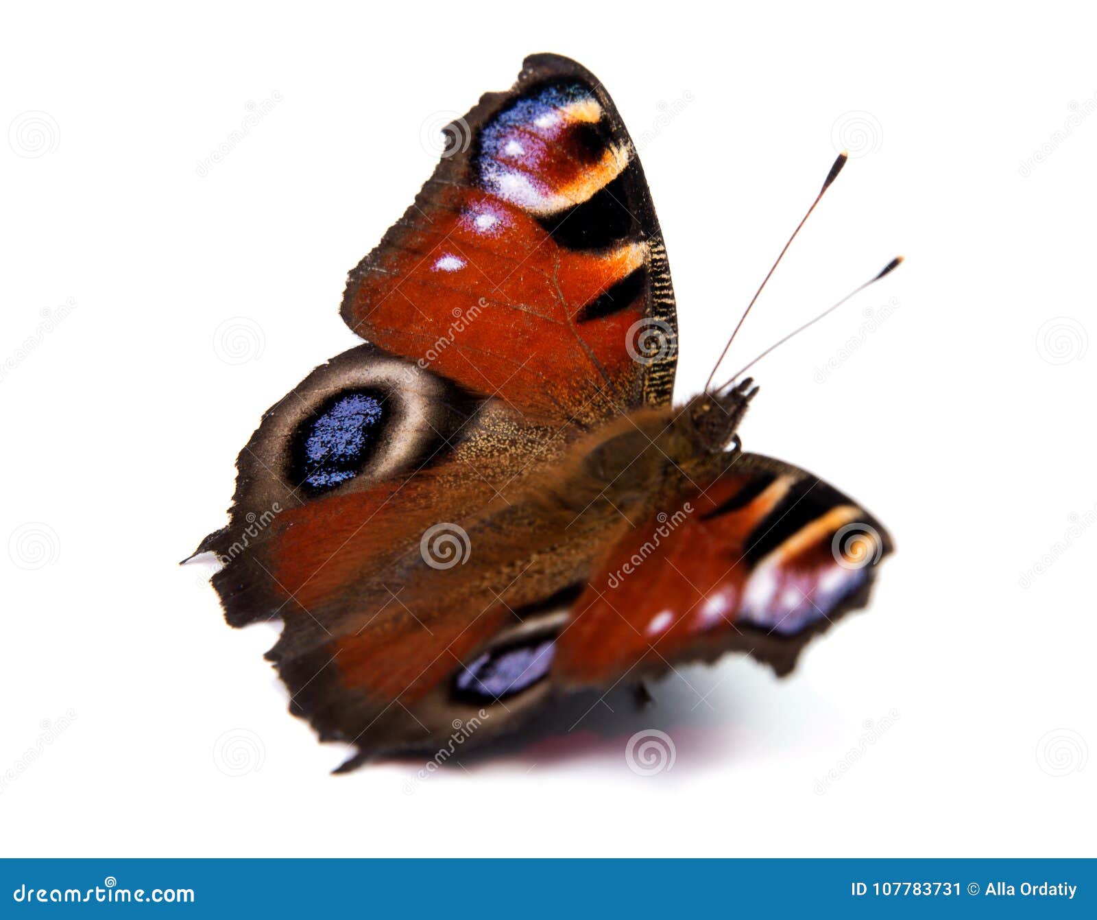 Single Monarch Butterfly Stock Image | CartoonDealer.com #38222713