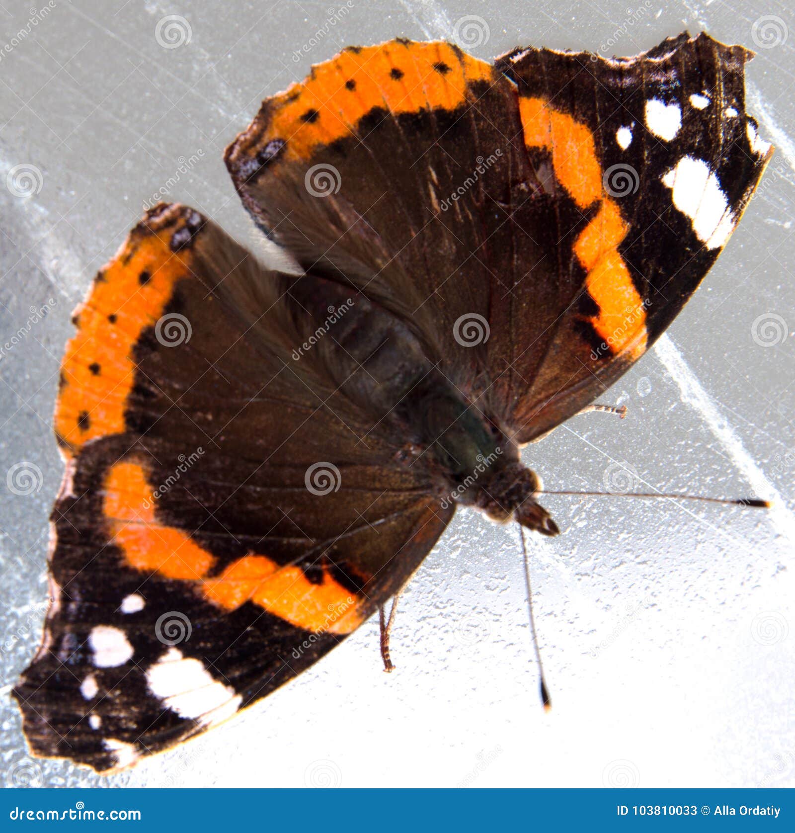Single Monarch Butterfly on White Background. Stock Image - Image of ...
