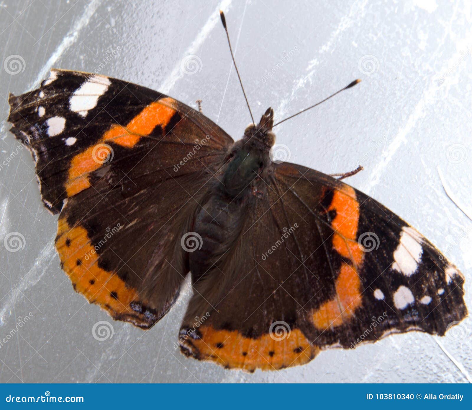 Single Monarch Butterfly Isolated On White Background. Stock ...