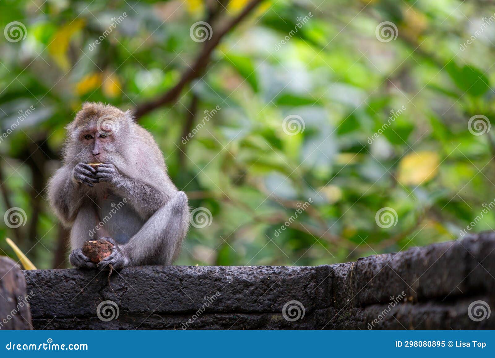 Single monkey eating stock image. Image of destination - 298080895