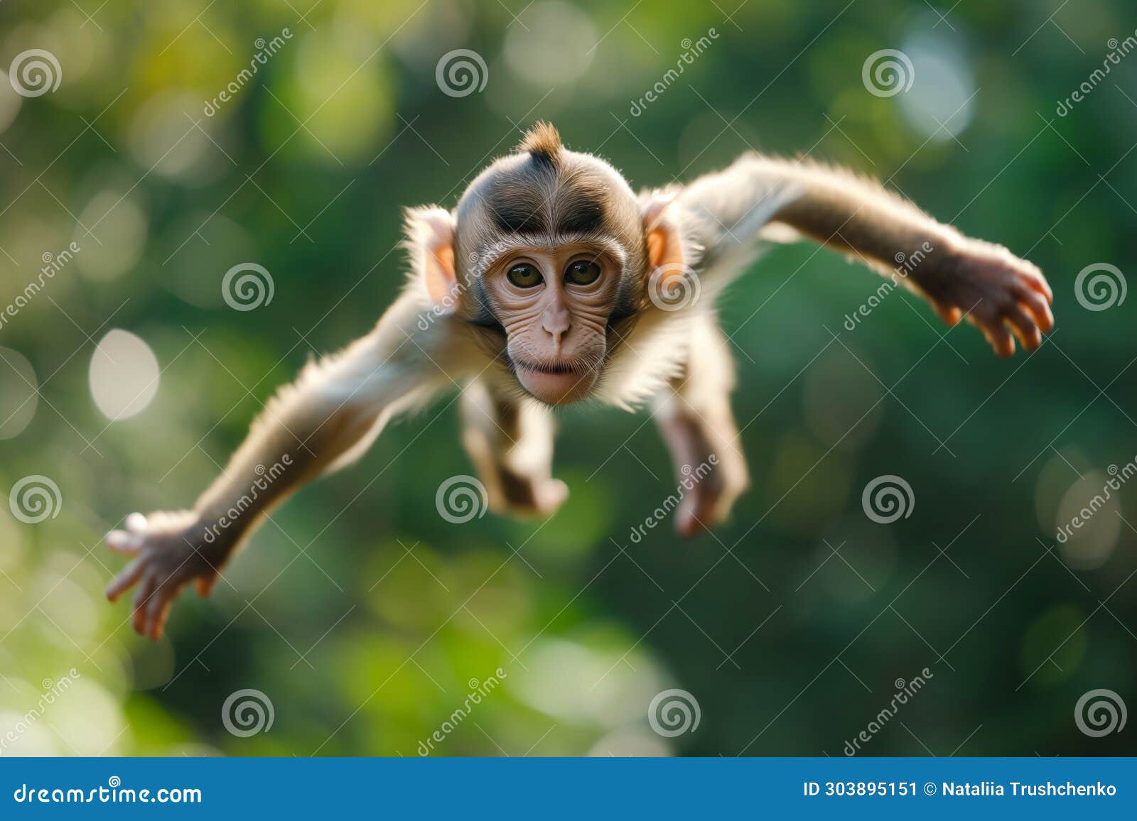 Single Monkey or Macaca Jumping in a Flying Position. it Leaping Floats ...