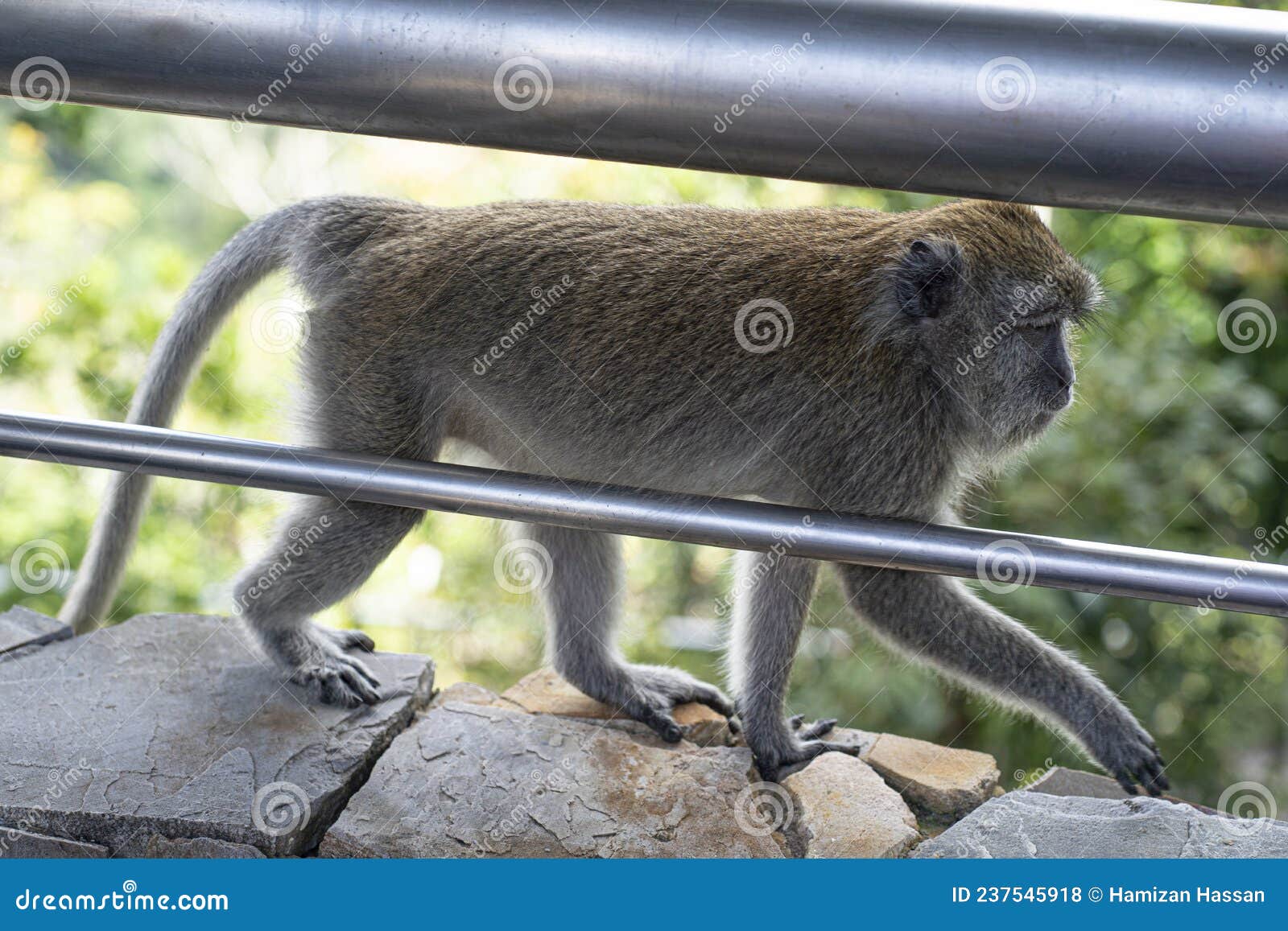 A Monkey Walking Behind the Railing Stock Photo - Image of jungle ...