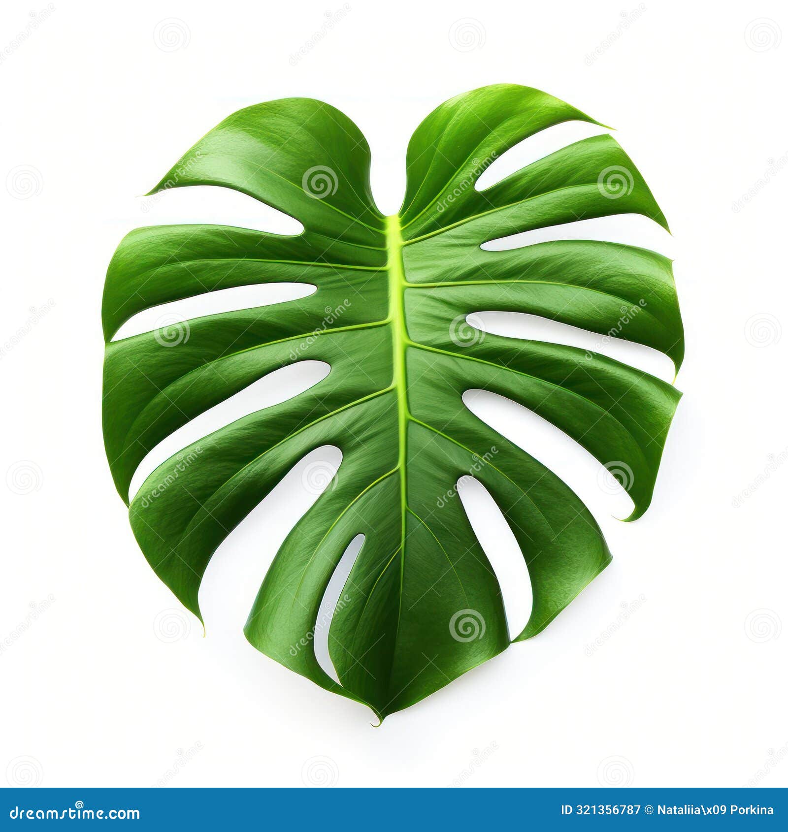 Single Monstera Leaf on Isolated Background Stock Image - Image of macro, nature: 321356787