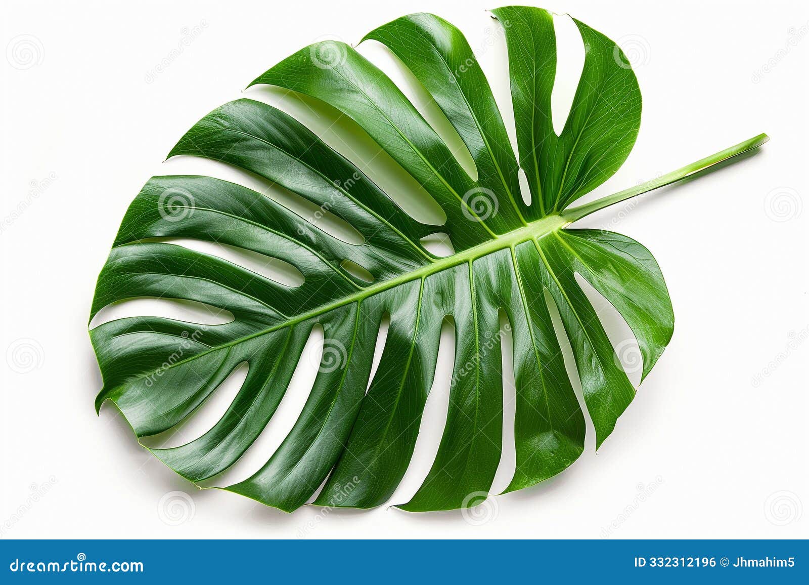 Single Monstera Leaf on White Background Stock Photo - Image of vivid, fresh: 332312196