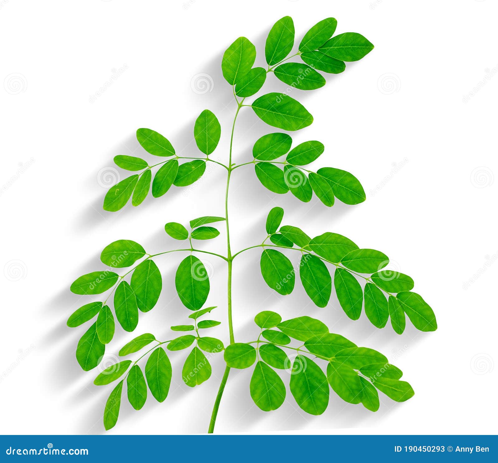 Moringa Leaves Isolated on White Background Stock Image - Image of ...
