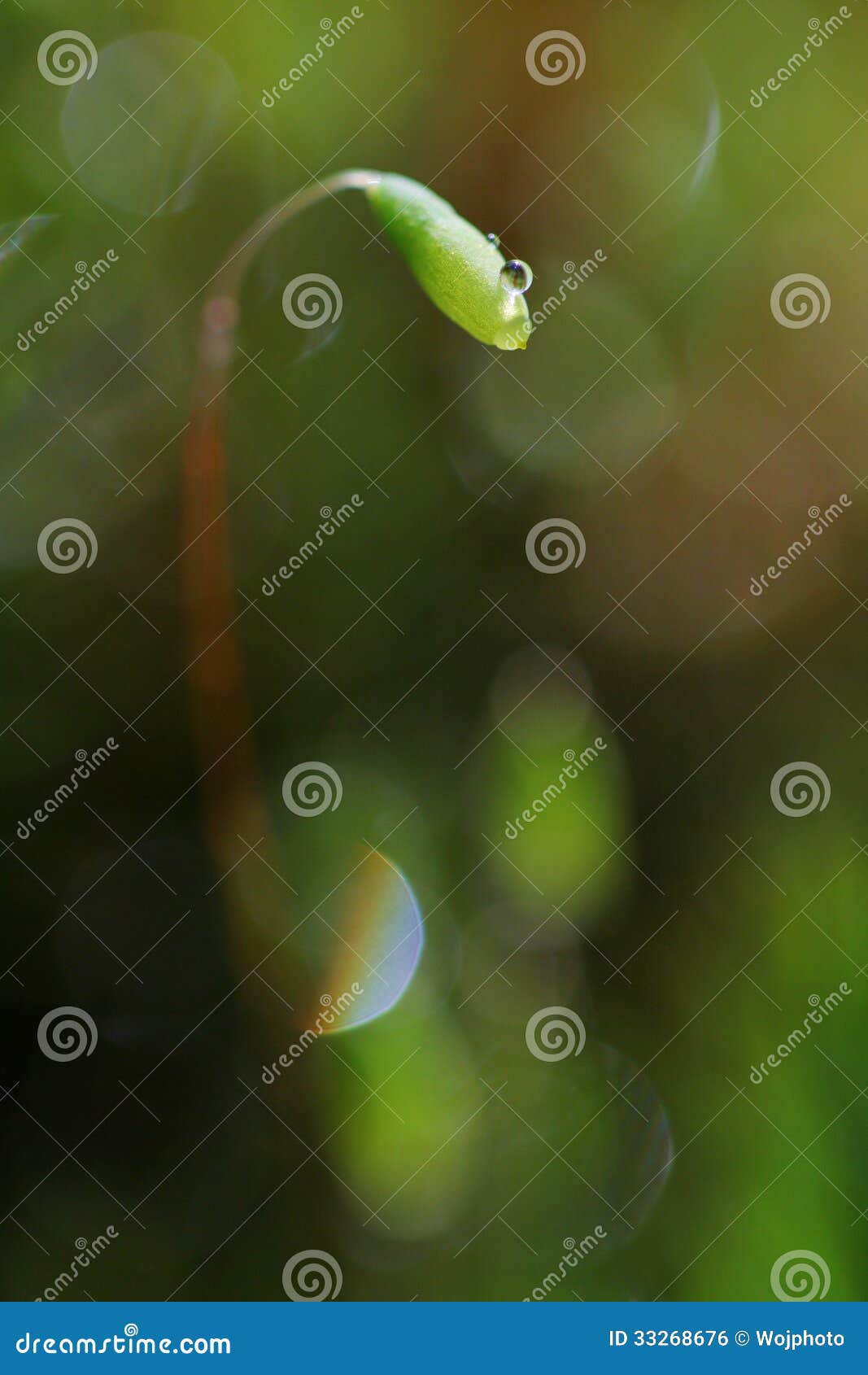 Single Moss Seed Sprout in Springtime Stock Photo - Image of fragile ...