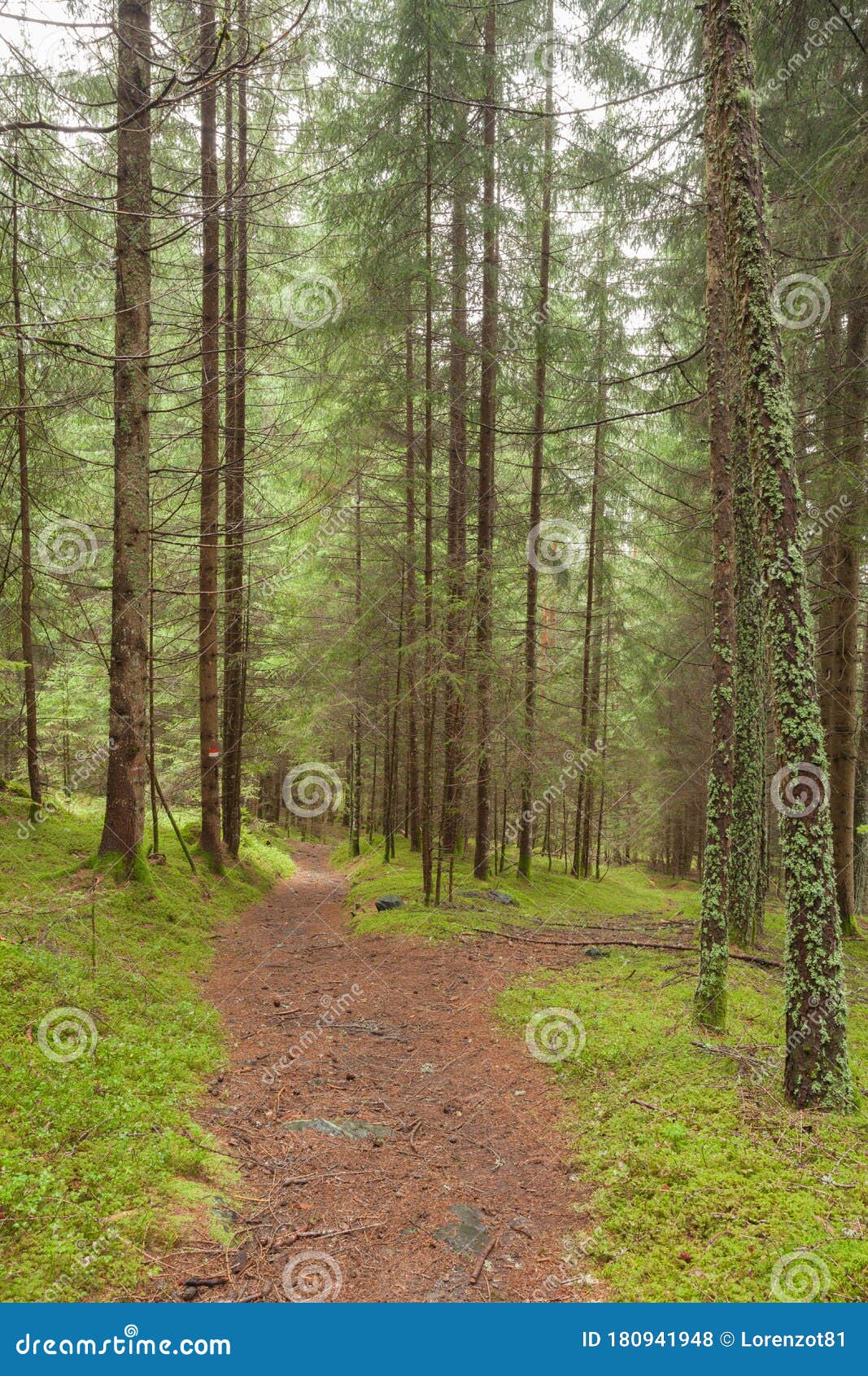 A Single Mountain Path Splits in Two Different Directions Stock Photo ...