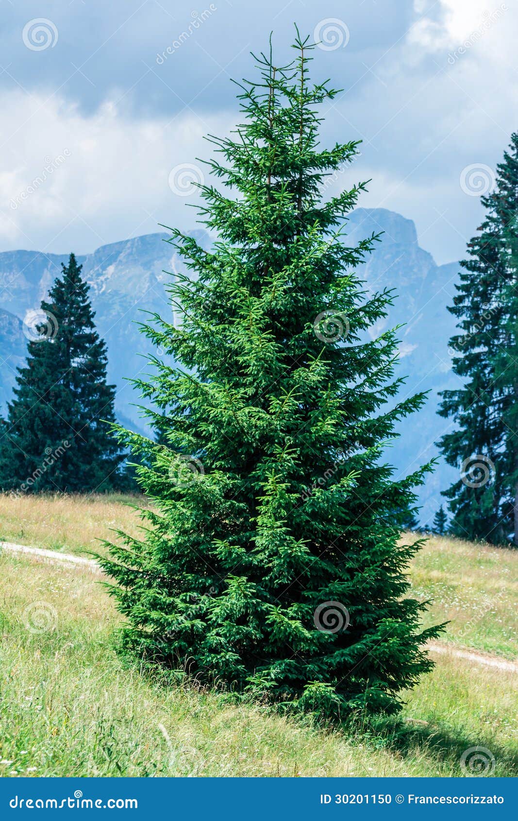 Mountain Tree stock photo. Image of alps, color, landscape - 30201150