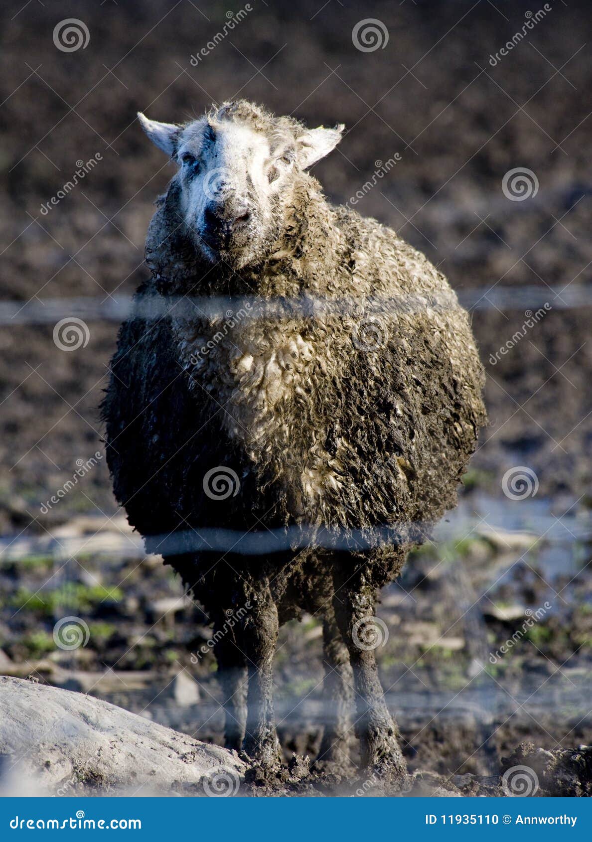 Single muddy sheep stock photo. Image of outside, facial - 11935110