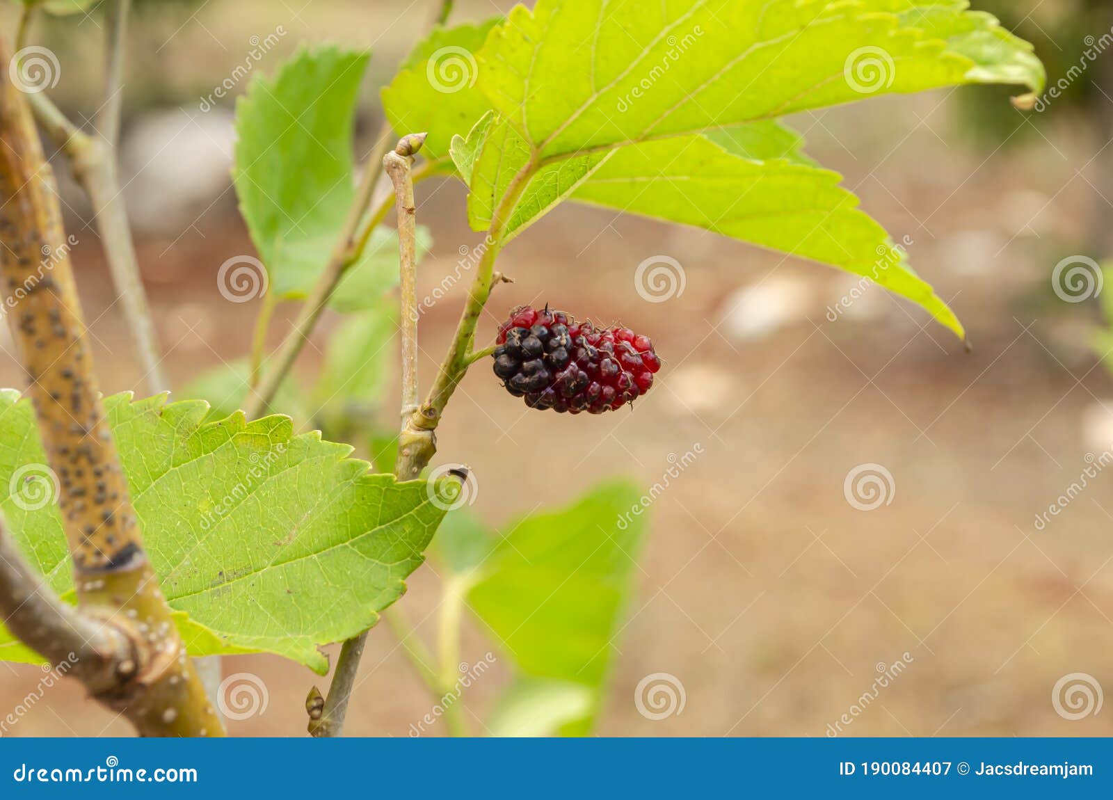 Single Mulberry stock image. Image of bush, items, juicy - 190084407