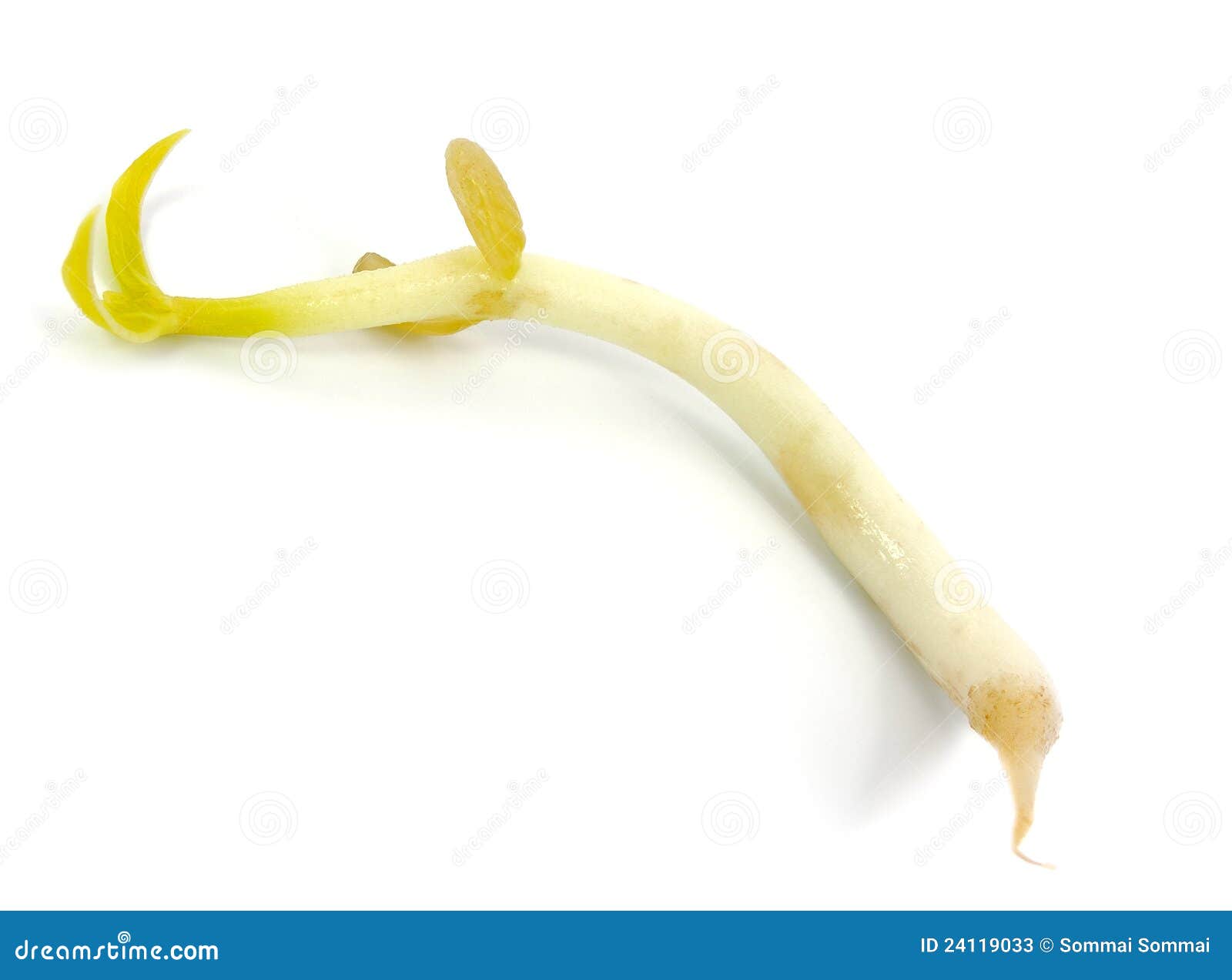 Single mung bean sprout stock image. Image of ingredient - 24119033